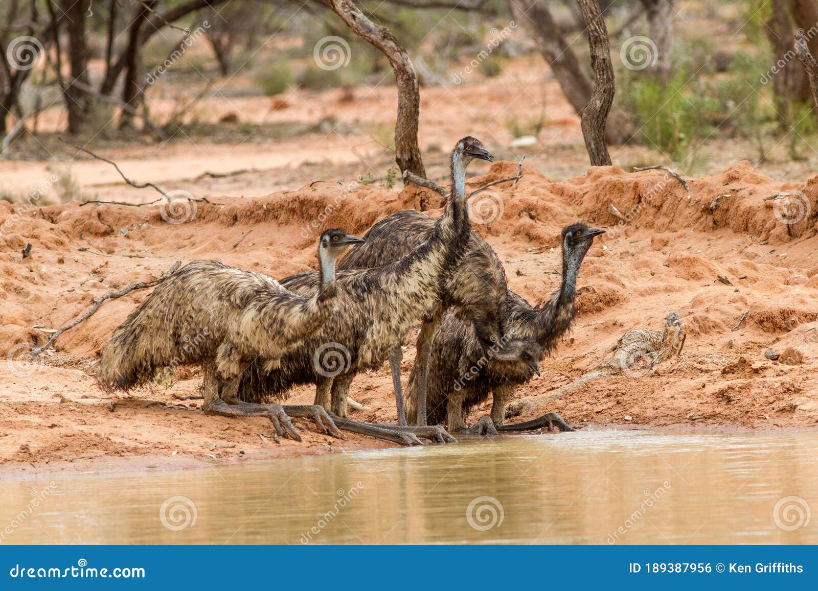 Emu drinking at water hole stock photo. Image of drinking - 189387956