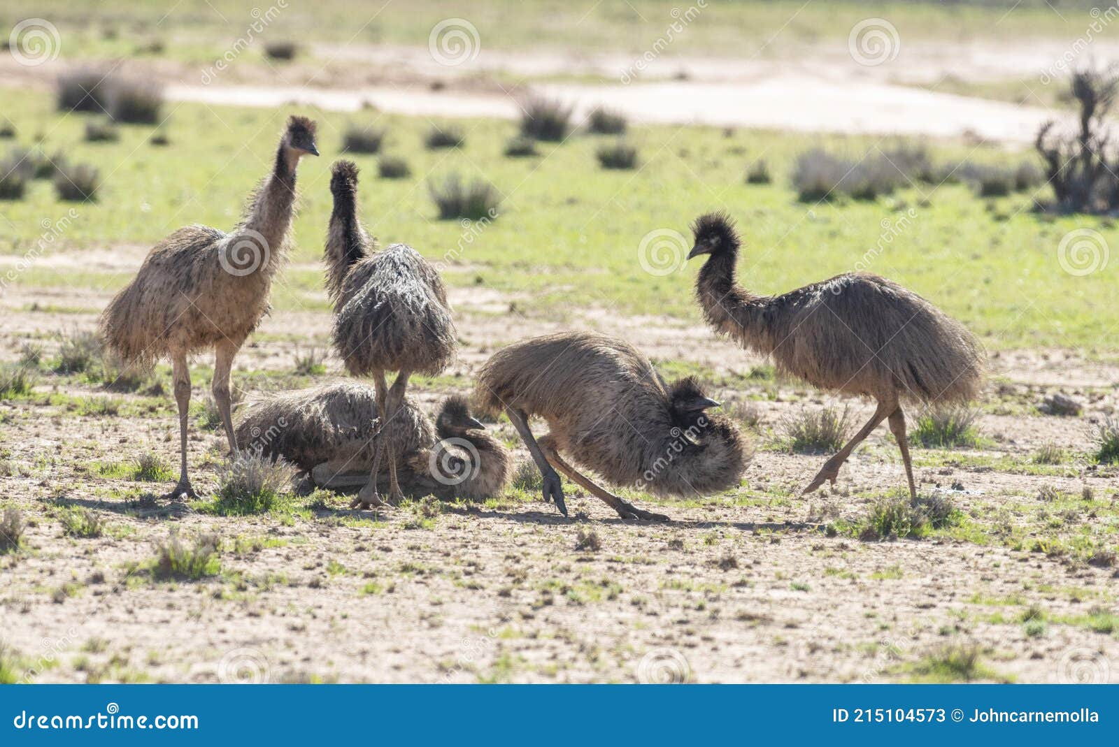 A flock of emus stock image. Image of flightless, feathers - 215104573