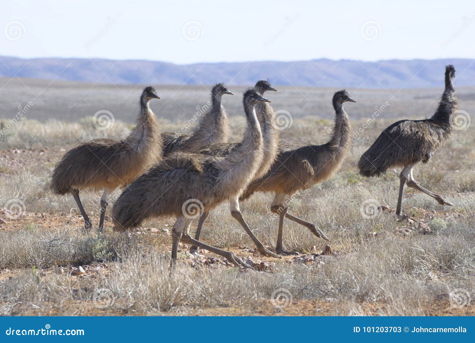 Flock of Emus stock image. Image of walking, emus, nature - 101203703