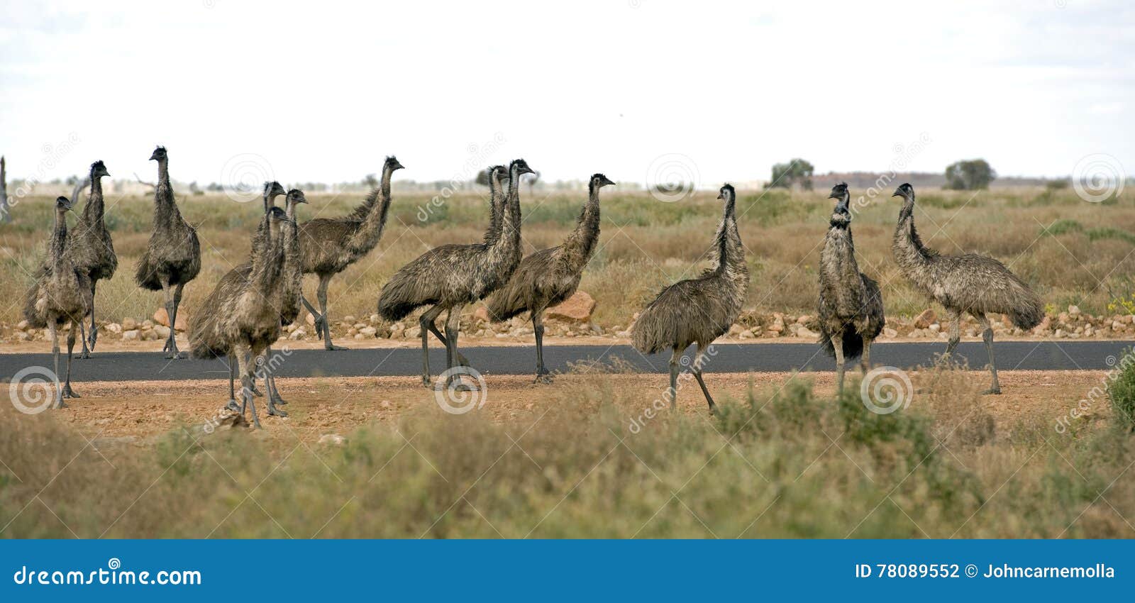 Flock of emus. stock photo. Image of emus, australia - 78089552