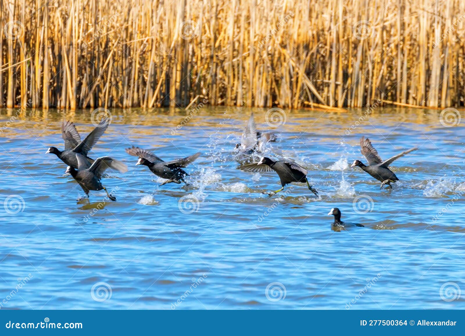 Flock of Eurasian Coots Taking Off Over Water Stock Photo - Image of ...