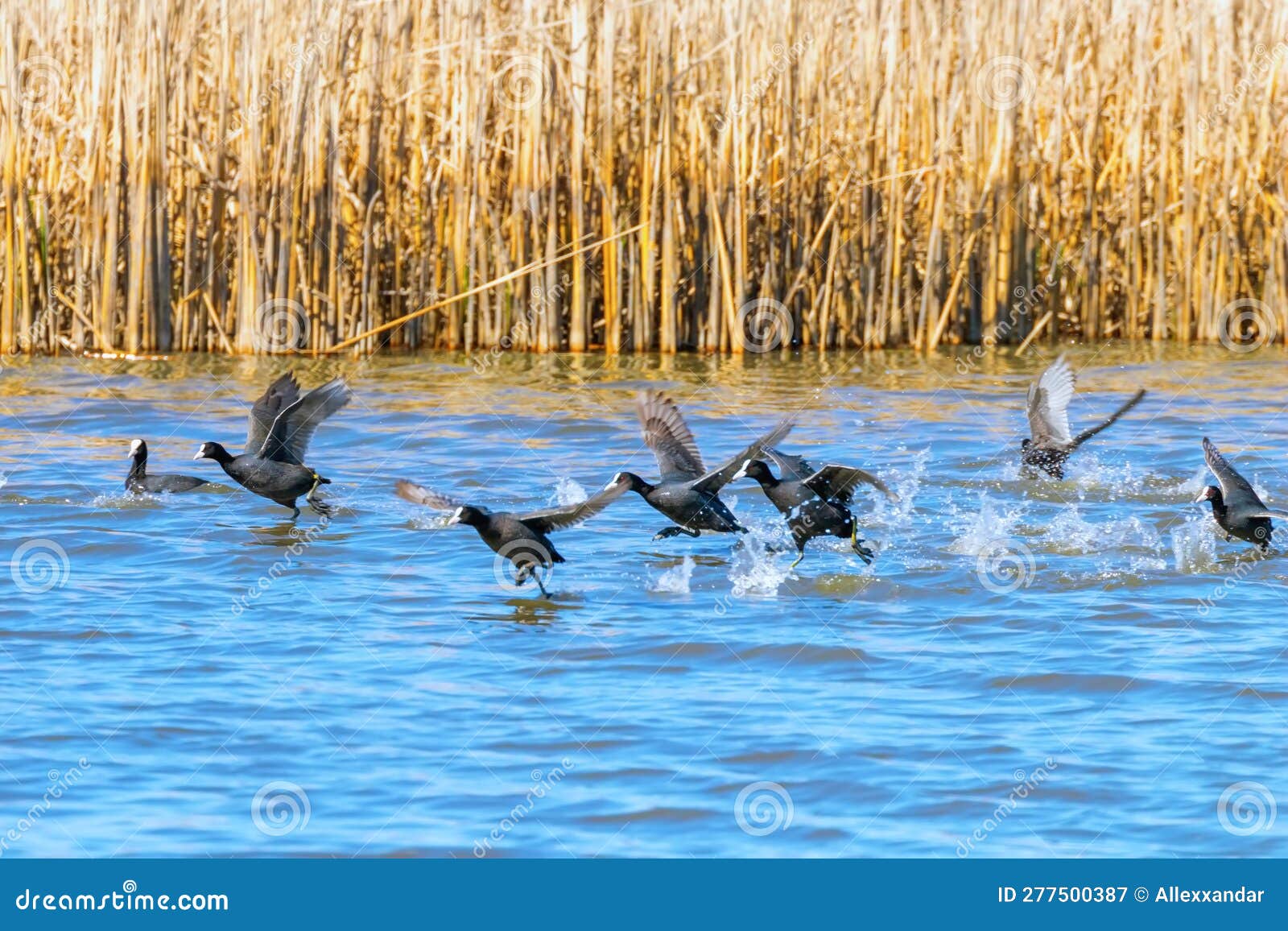 Flock of Eurasian Coots Taking Off Over Water Stock Image - Image of ...