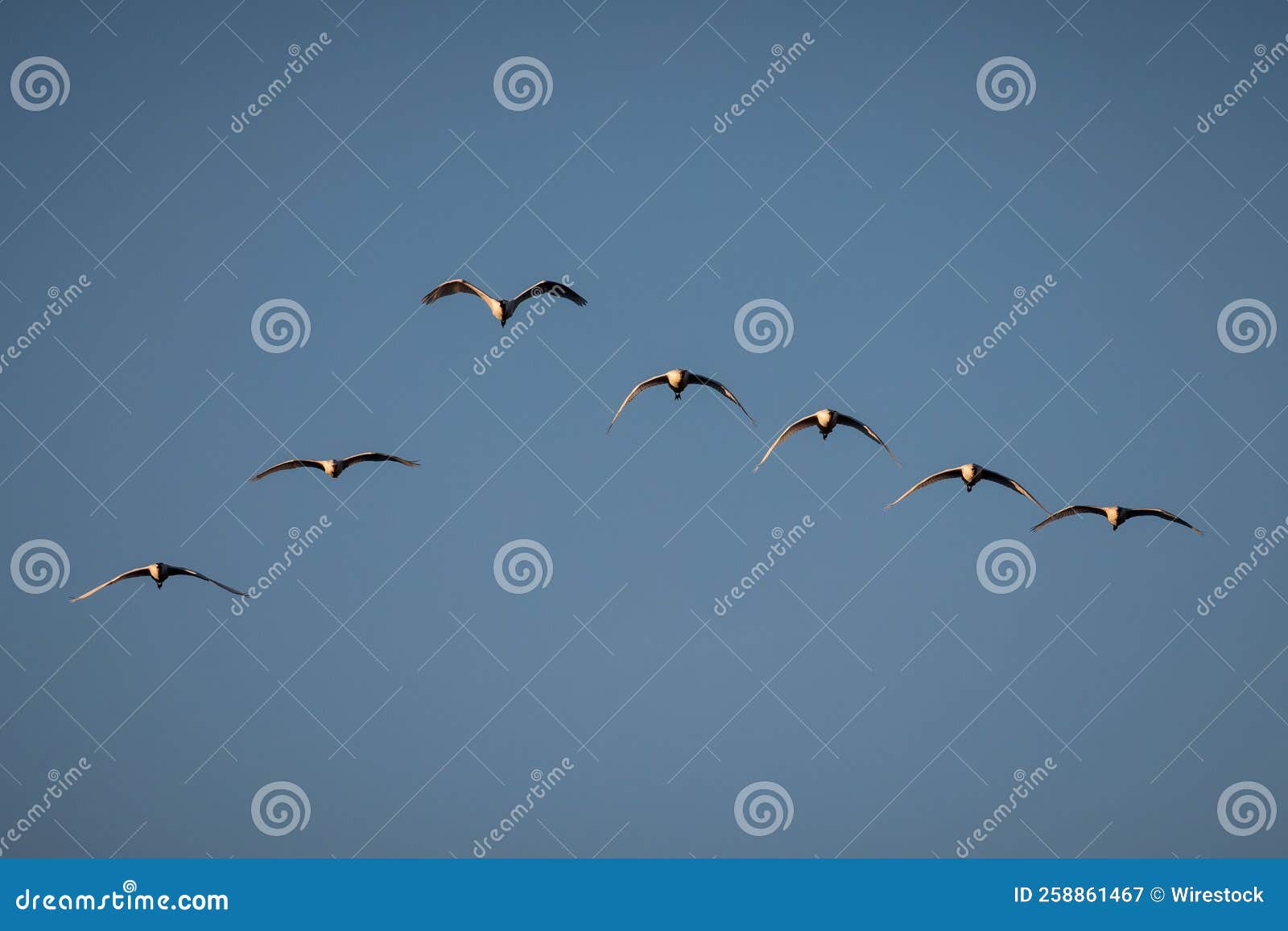 Flock of Eurasian Spoonbill Birds Flying in a Blue Sky Stock Image ...