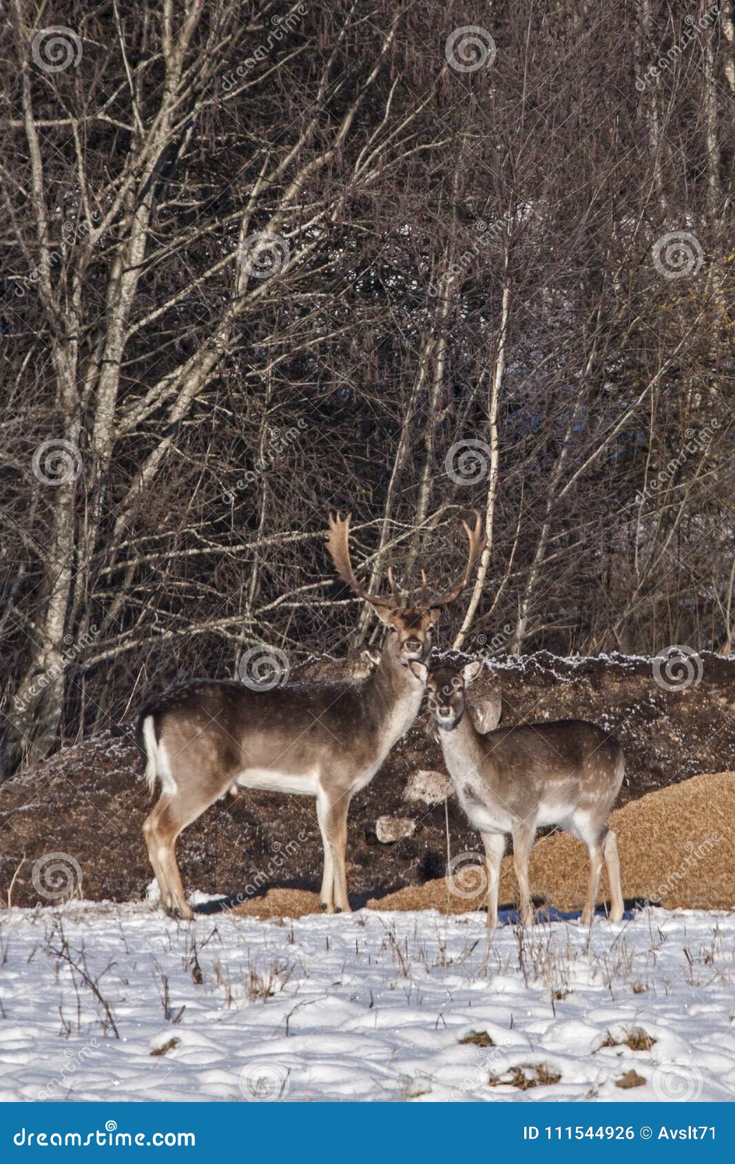 Flock of Fallow Deer Dama Dama on the Hunting Feeder Stock Photo ...