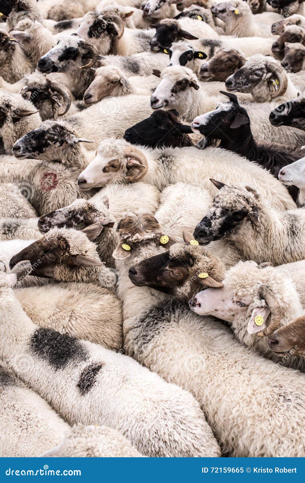 Flock of farm animal. stock image. Image of aerial, living - 72159665