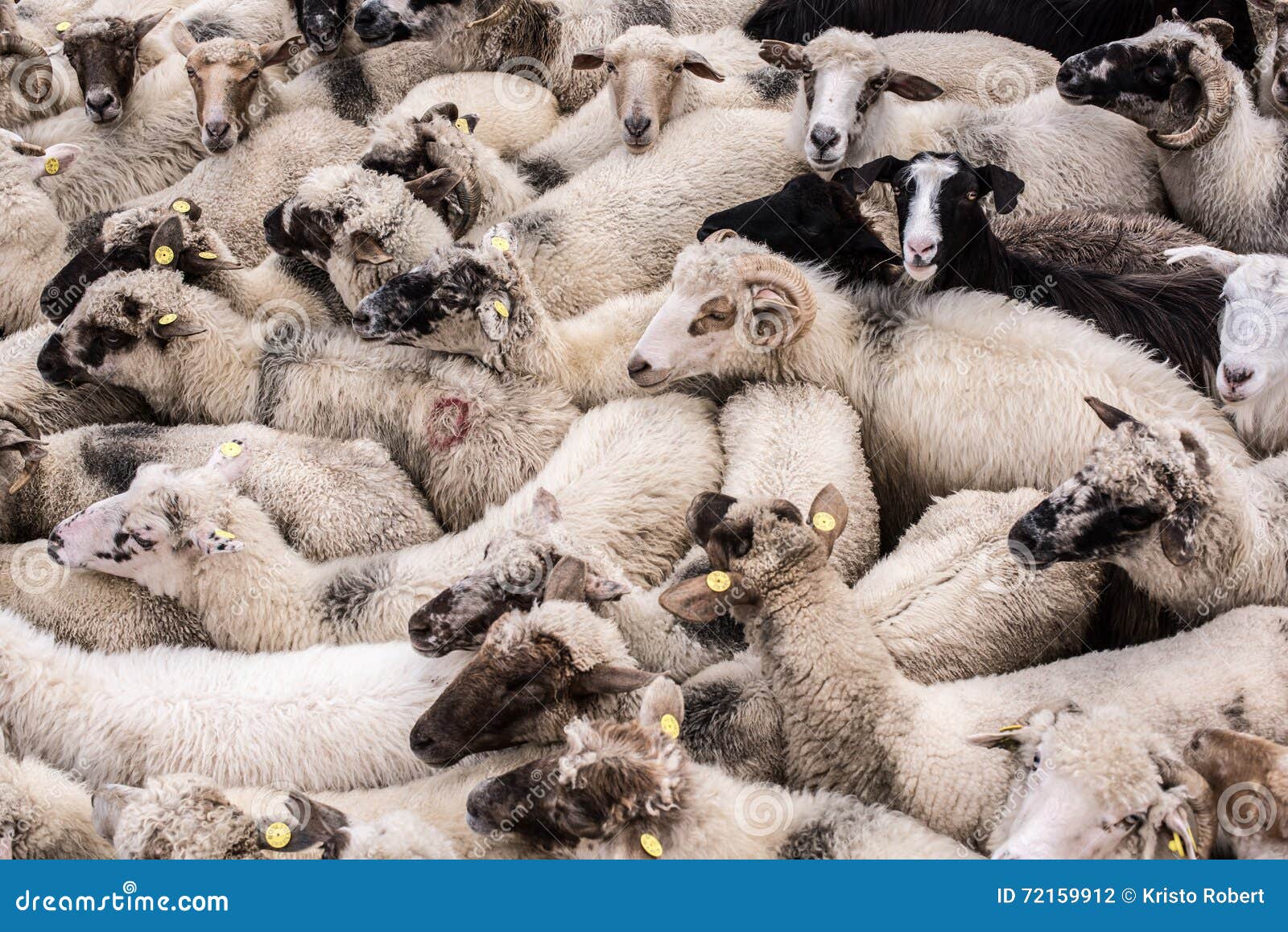 Flock of farm animal. stock photo. Image of feeding, ears - 72159912