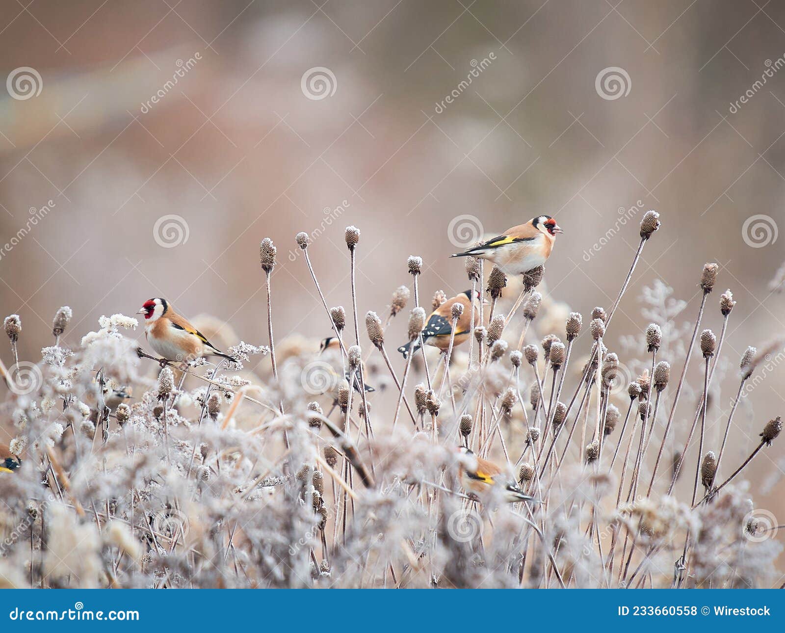 Flock of Finches Perched on Dry Bushes Stock Photo - Image of beak ...