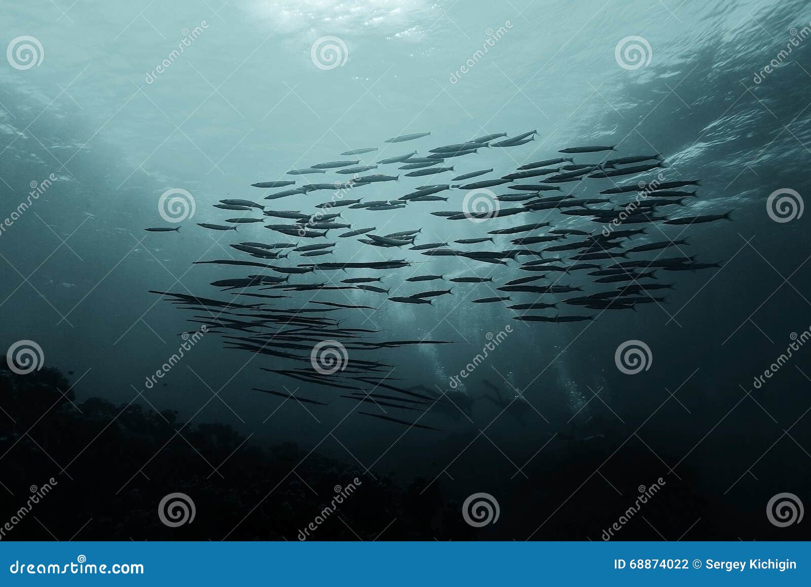 Flock of fish stock photo. Image of dive, fish, coral - 68874022
