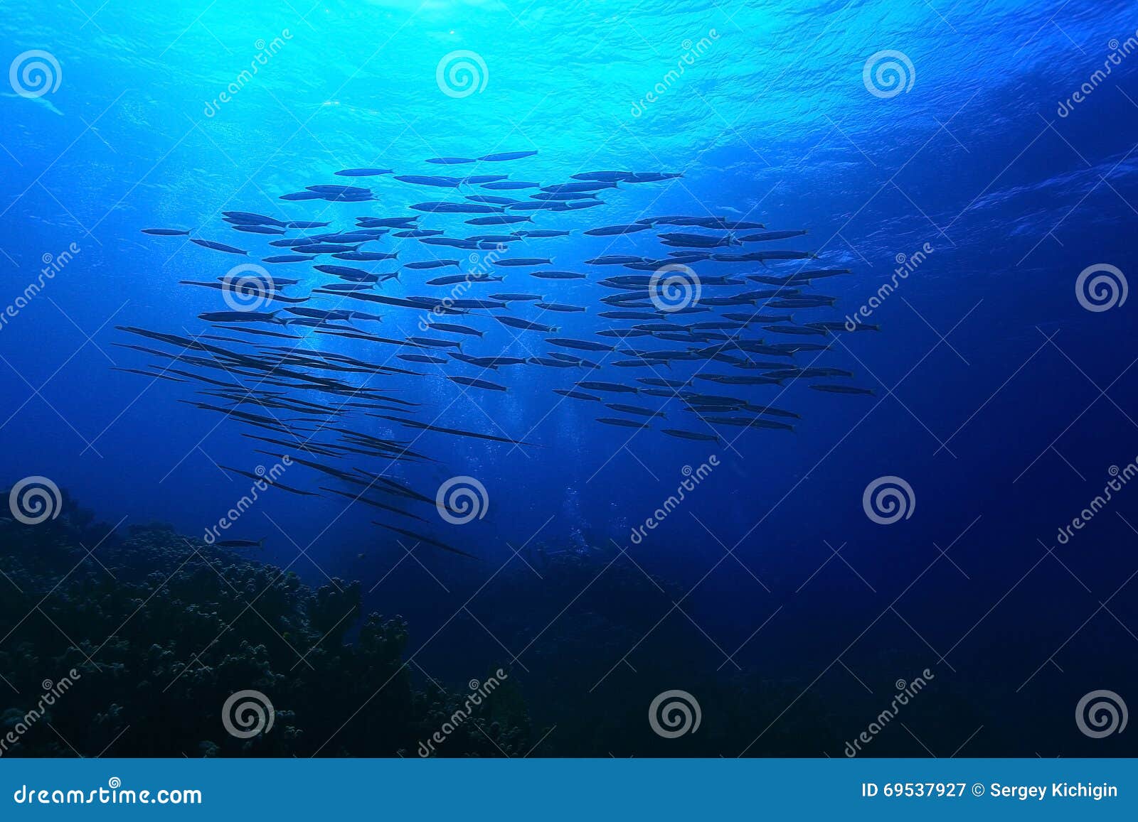Flock of fish stock image. Image of nature, hard, environment - 69537927