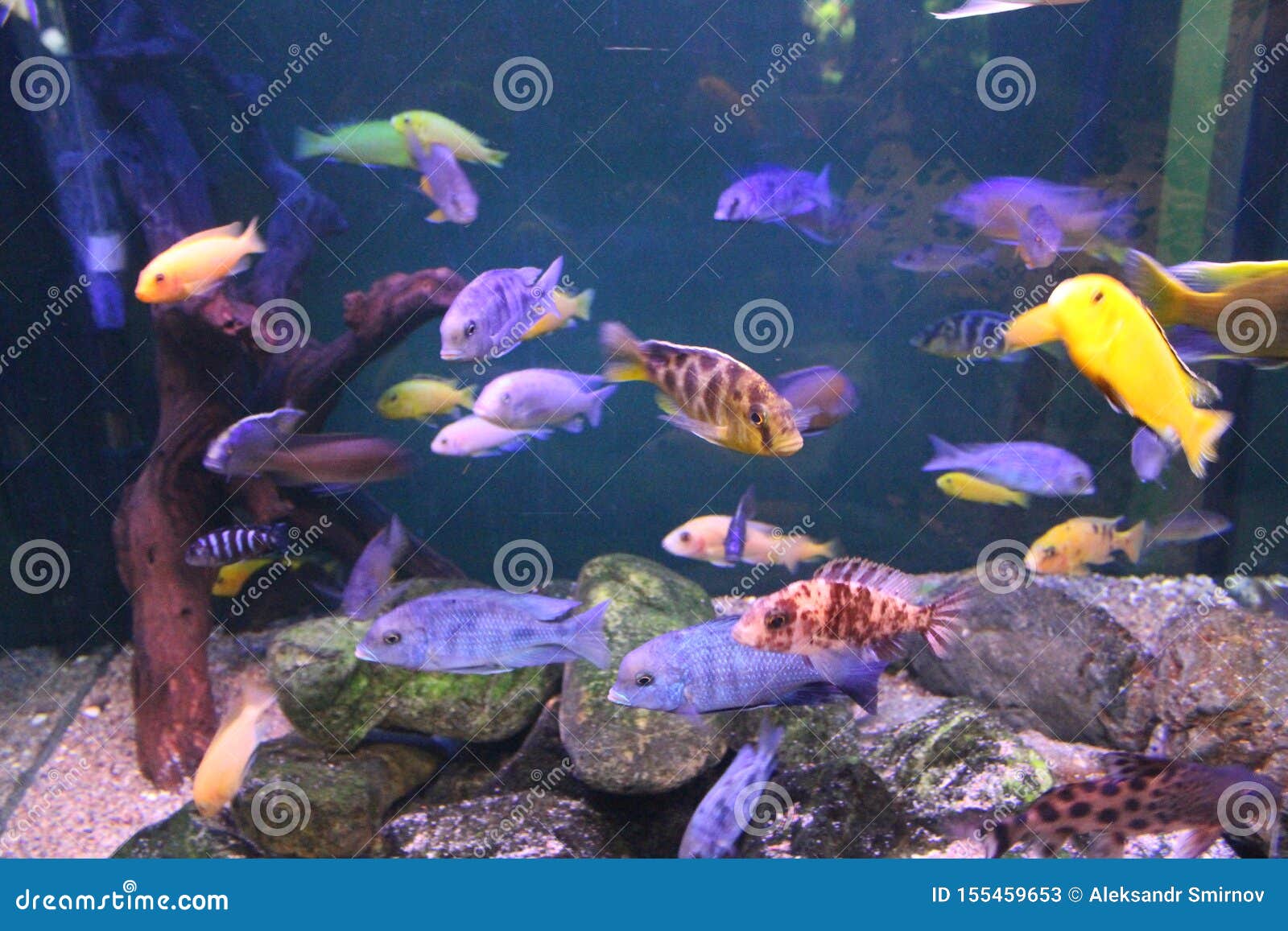 A Flock of Fish of Different Colors Stock Image - Image of ocean, large ...