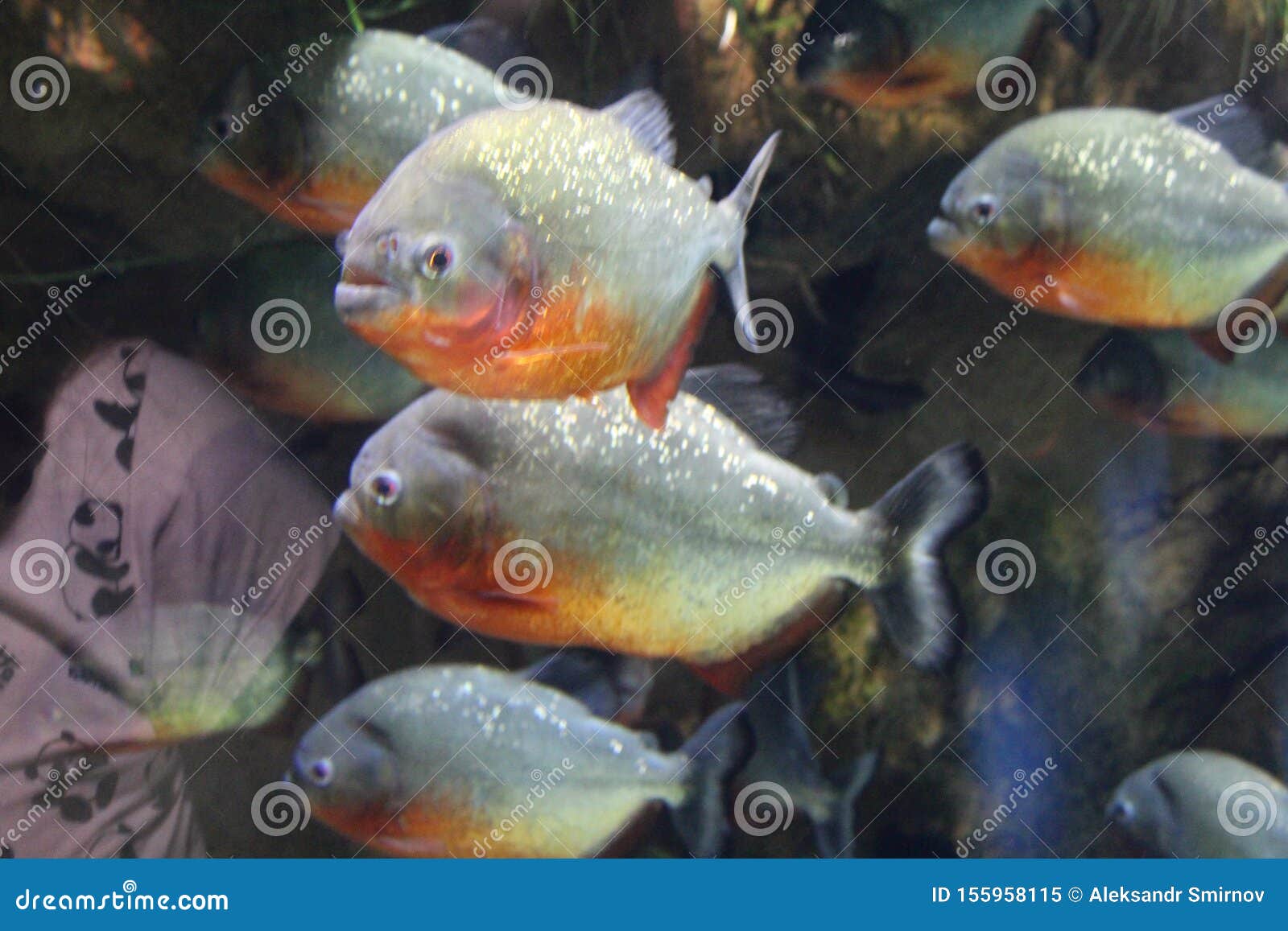 A Flock of Fish of Different Colors Stock Image - Image of japanese ...