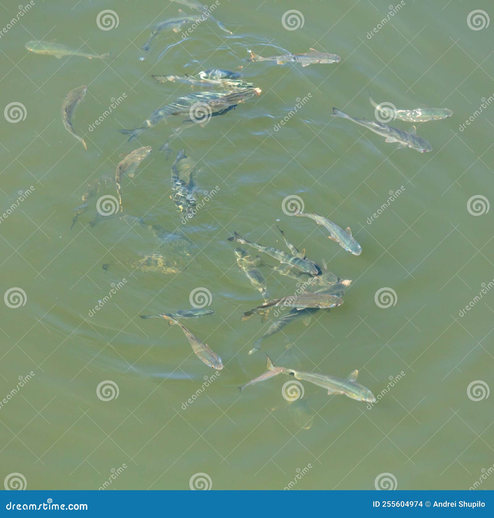 A Flock of Fish Float on the Surface of the Water. Stock Photo - Image ...