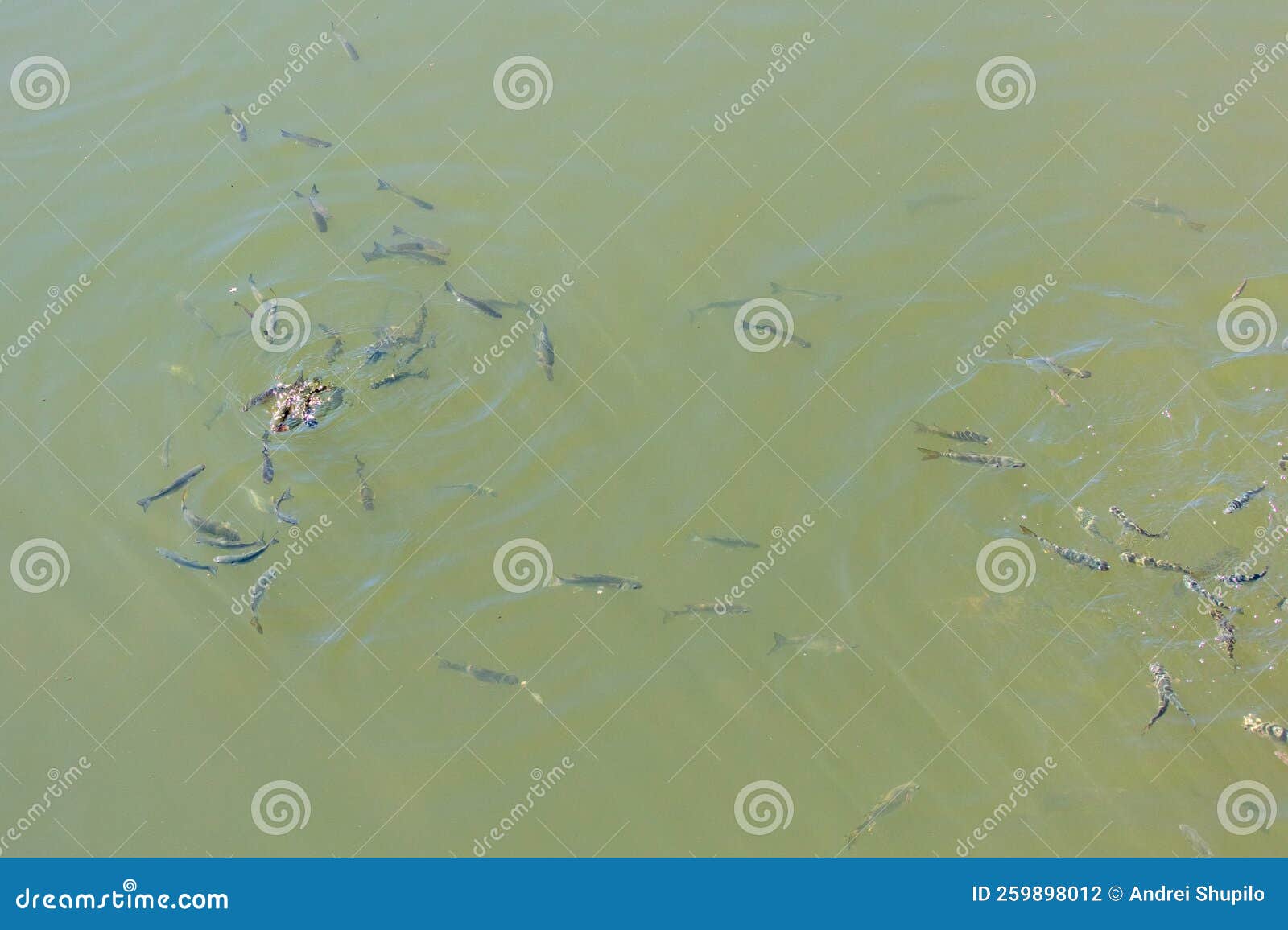 A Flock of Fish Float on the Surface of the Water. Stock Photo - Image ...