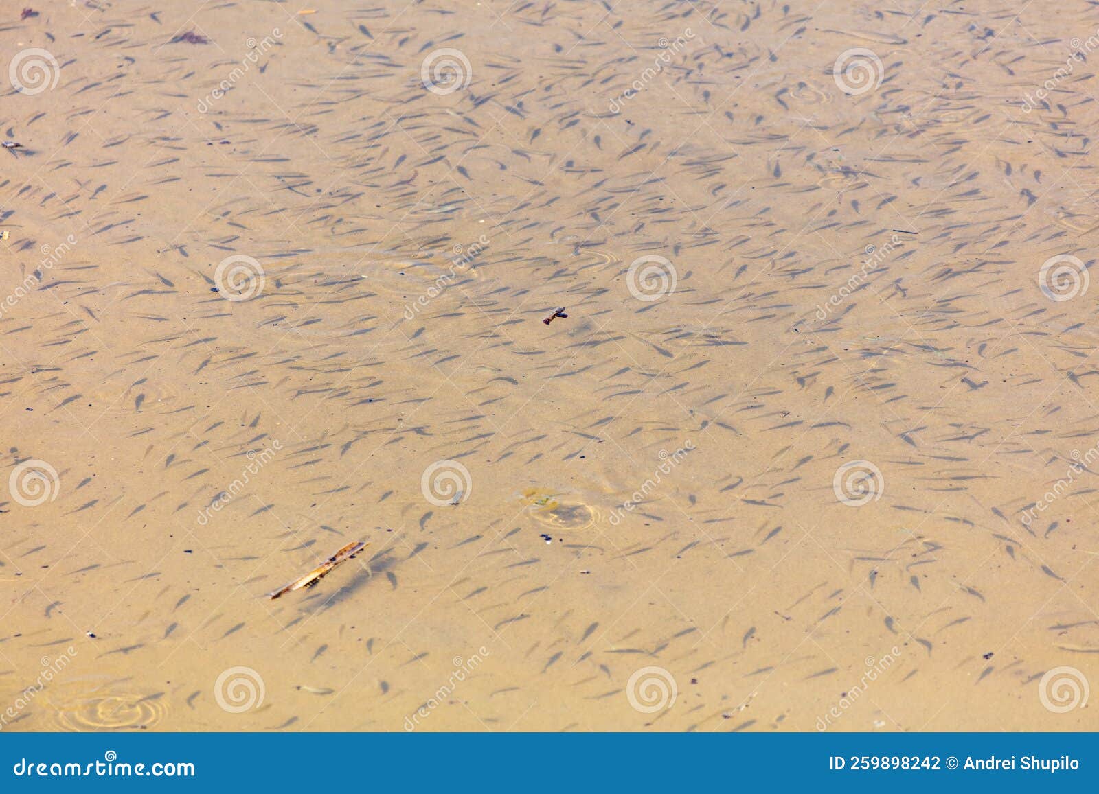 A Flock of Fish Float on the Surface of the Water. Stock Photo - Image ...