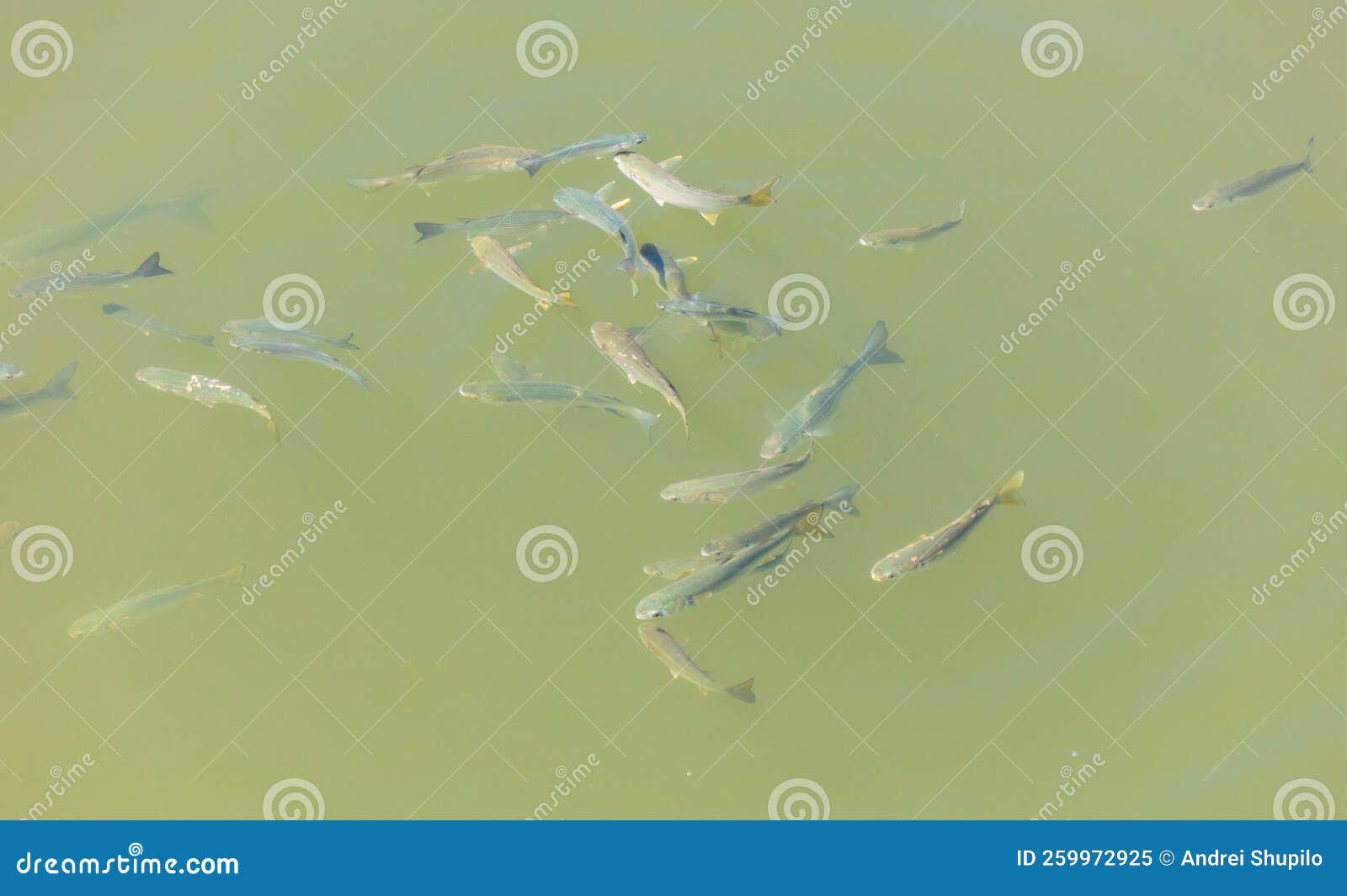 A Flock of Fish Float on the Surface of the Water. Stock Image - Image ...