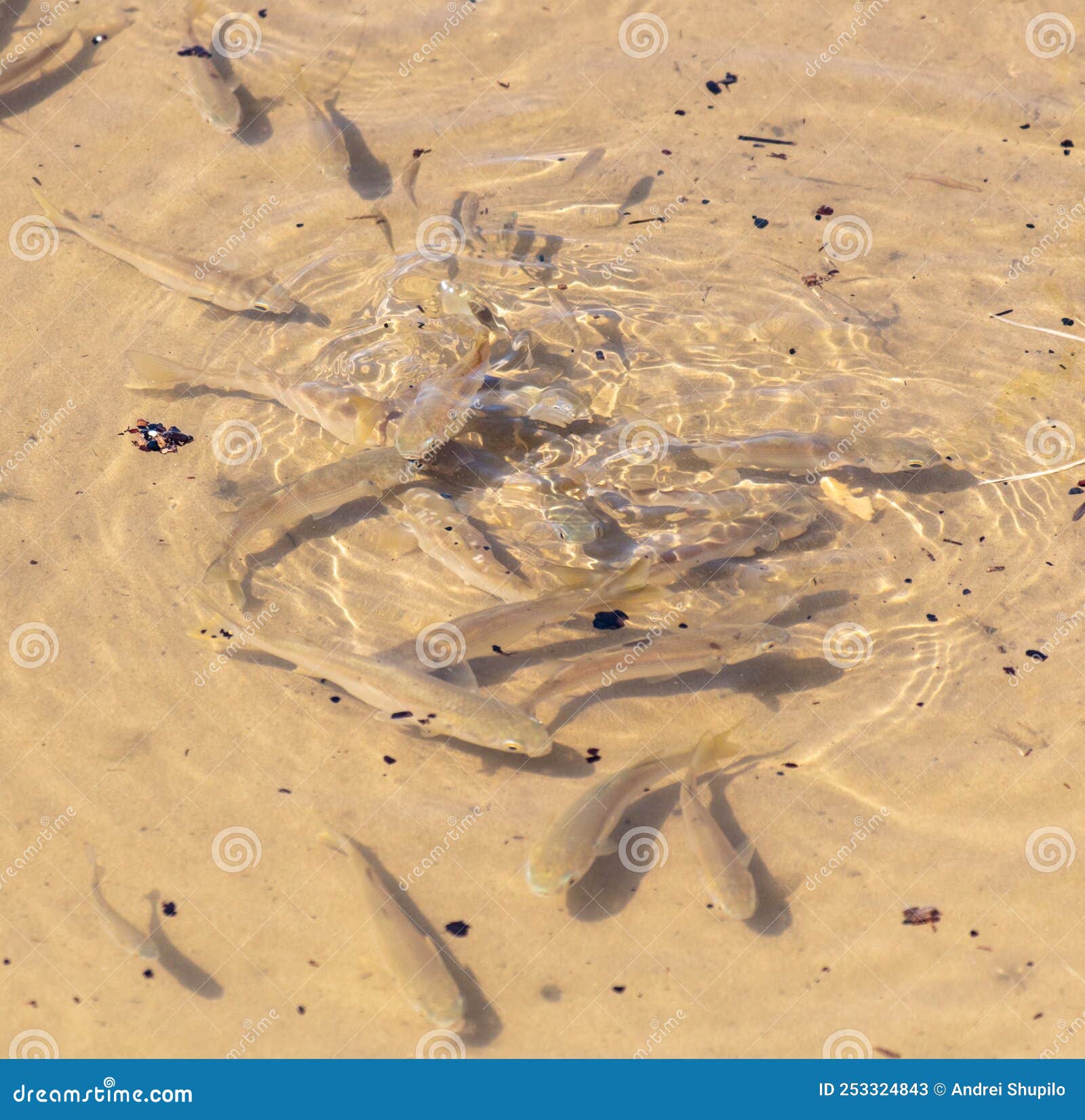 A Flock of Fish Float on the Surface of the Water. Stock Image - Image ...
