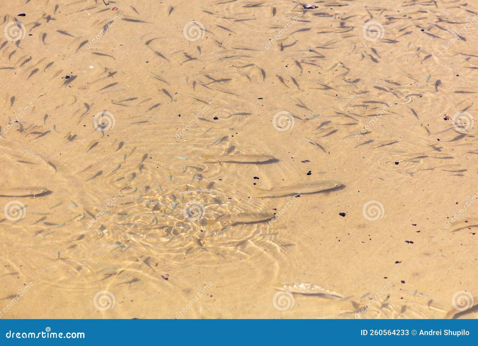 A Flock of Fish Float on the Surface of the Water. Stock Image - Image ...