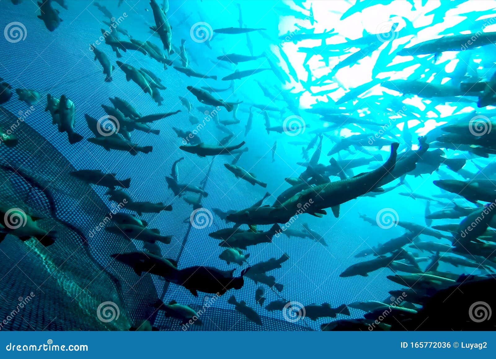 Flock of Fish Inside the Fish Farm, Breeding Commercial Fish in Stock ...