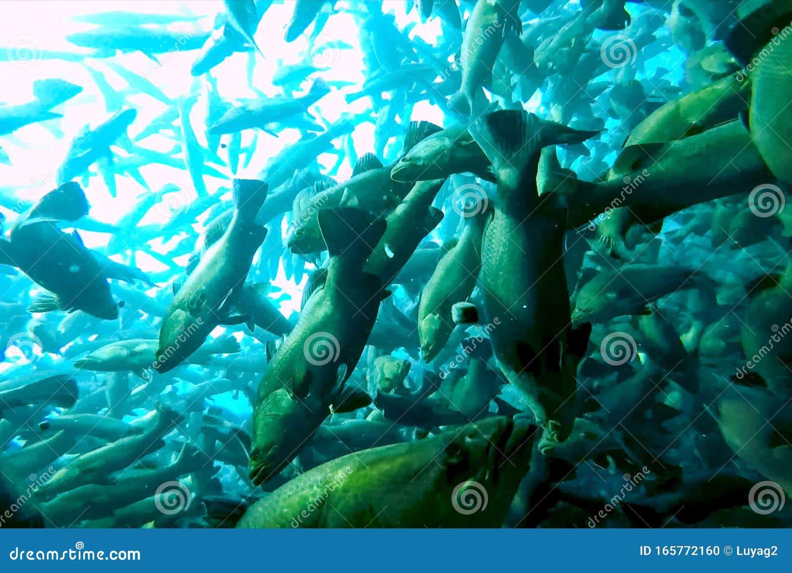 Flock of Fish Inside the Fish Farm, Breeding Commercial Fish in Stock ...