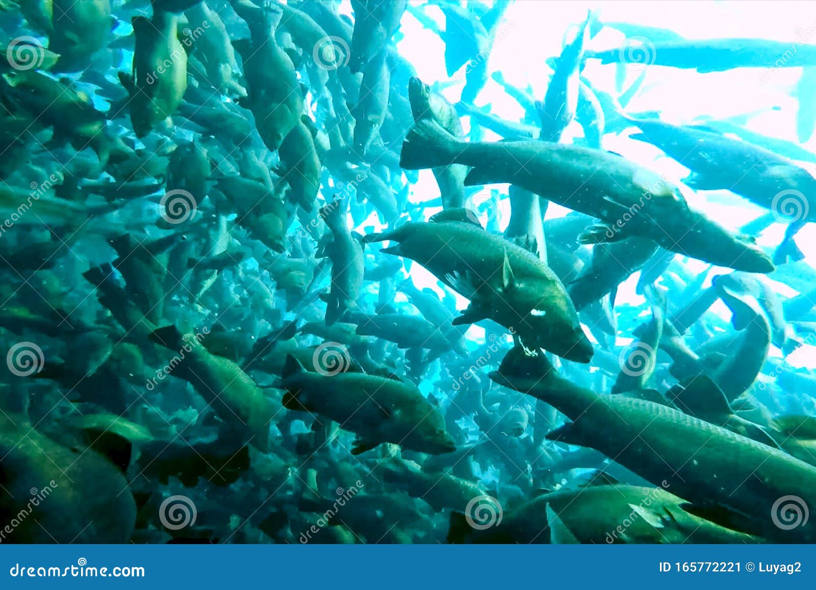 Flock of Fish Inside the Fish Farm, Breeding Commercial Fish in Stock ...
