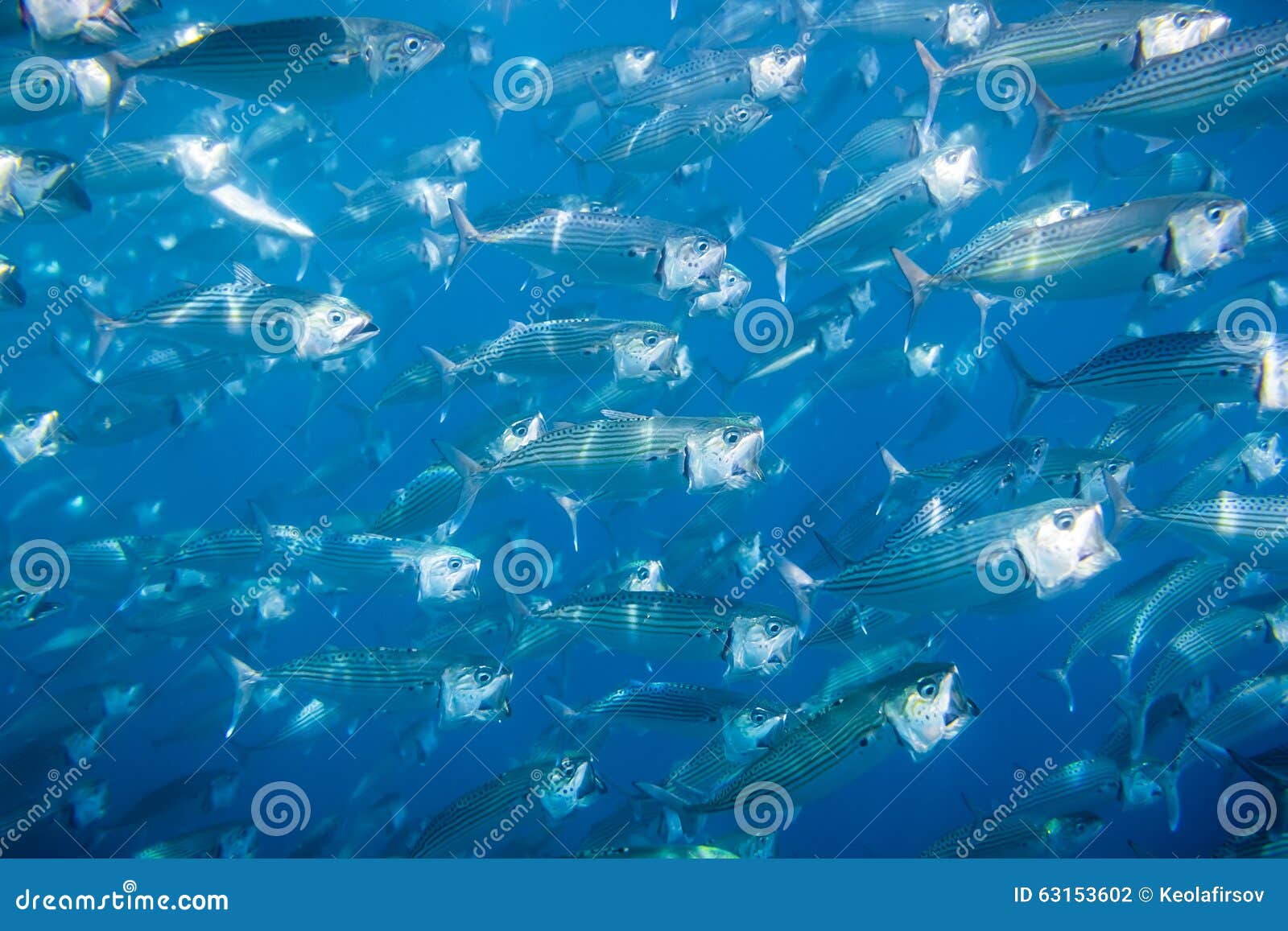 Flock of fish in the ocean stock photo. Image of indian - 63153602
