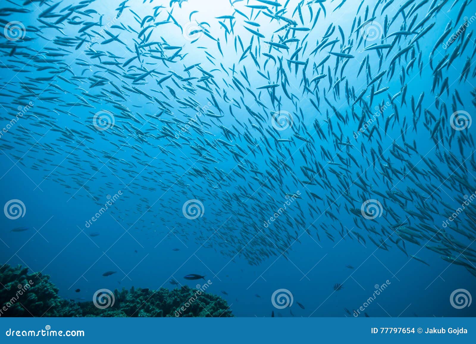 Flock of fish in ocean stock photo. Image of leisure - 77797654