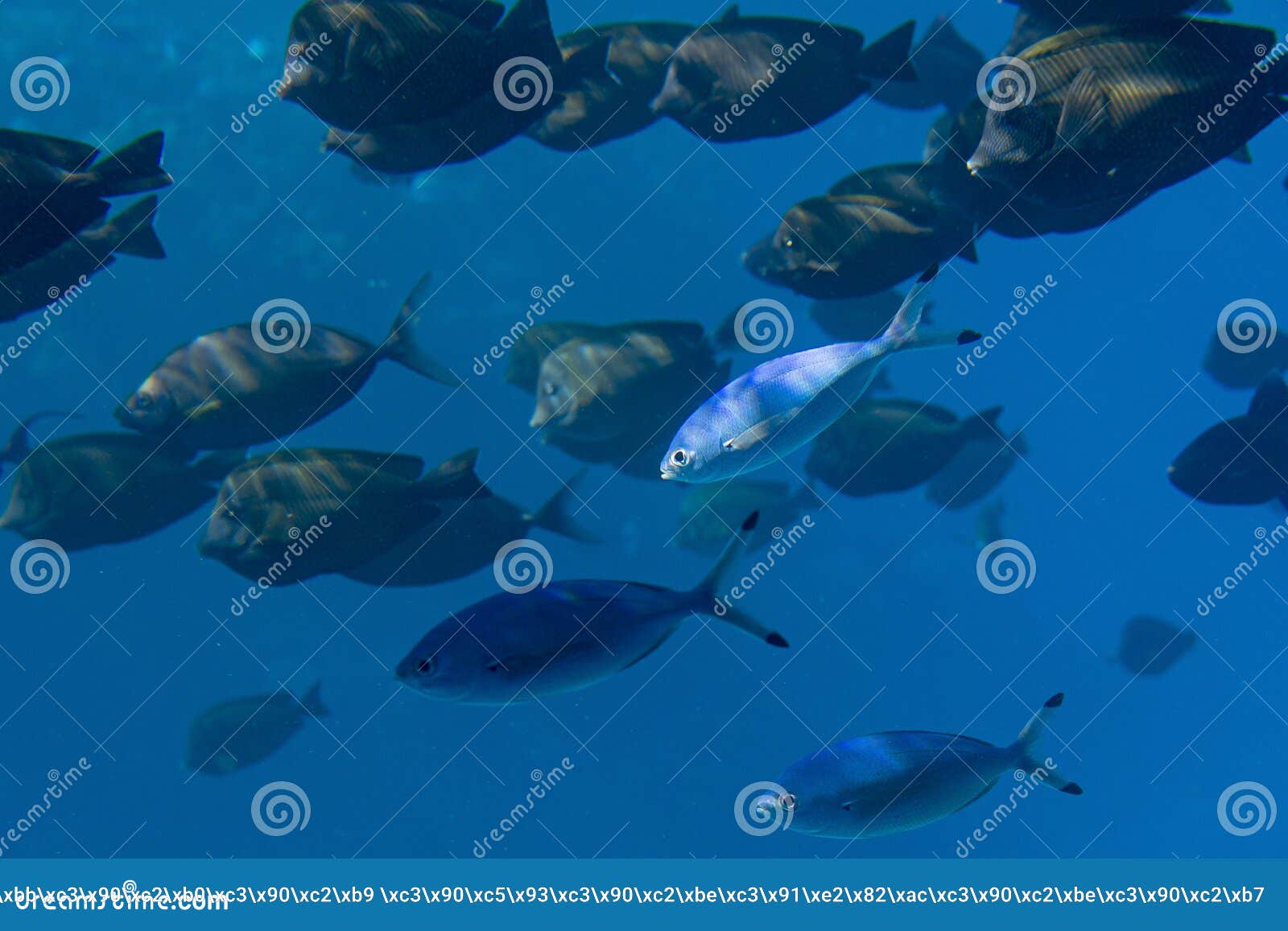 Flock of Fish in the Red Sea Stock Image - Image of coral, underwater ...