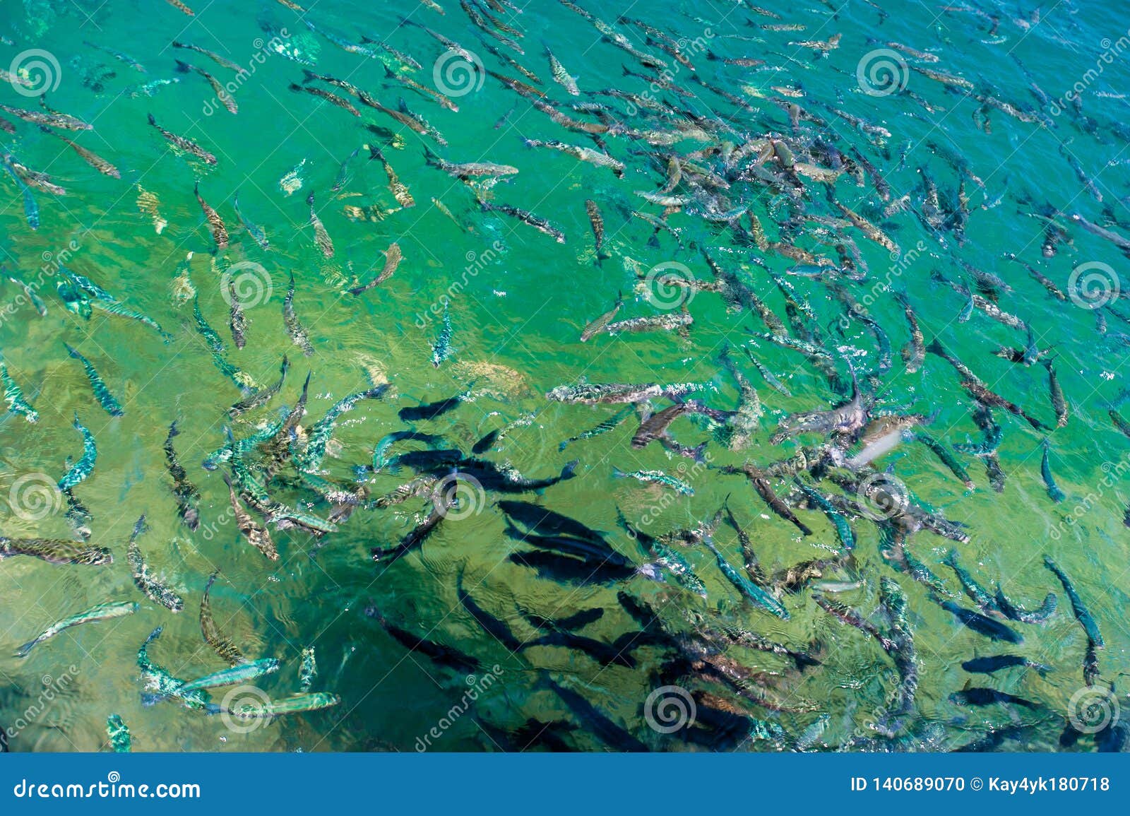 A Flock of Fish in the Sea, Fish Pounced on Food Stock Photo - Image of ...