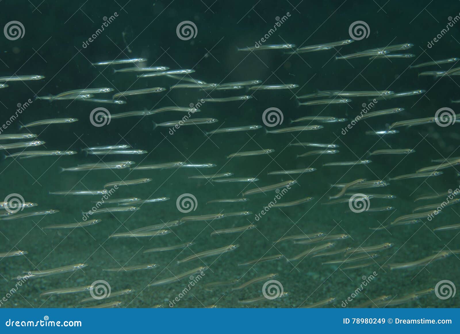 Flock of fish in the sea stock image. Image of fishmonger - 78980249