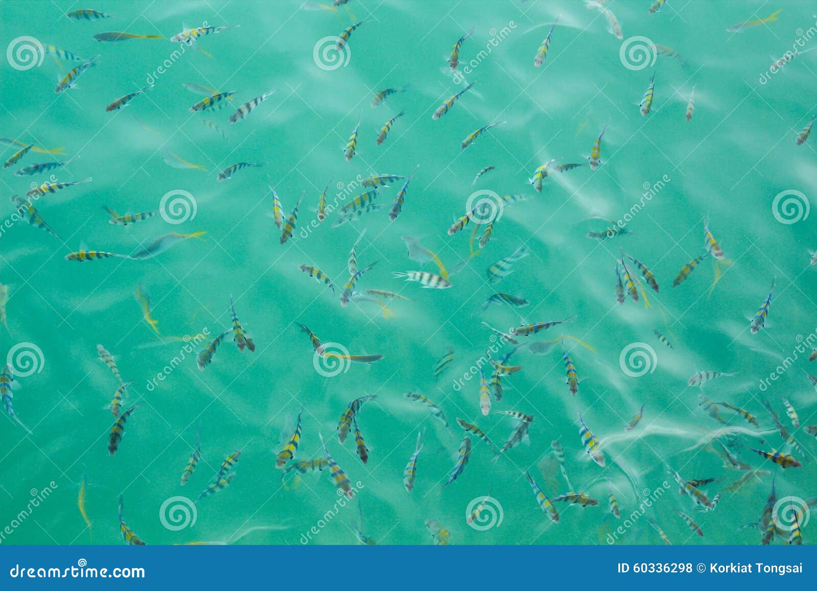 Flock of fish in sea water stock photo. Image of fish - 60336298