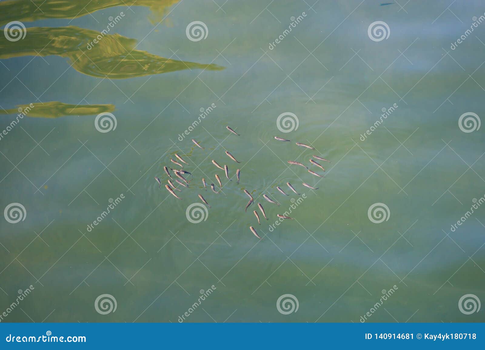 A Flock of Fish in Shallow Water in the Sea Stock Image - Image of ...