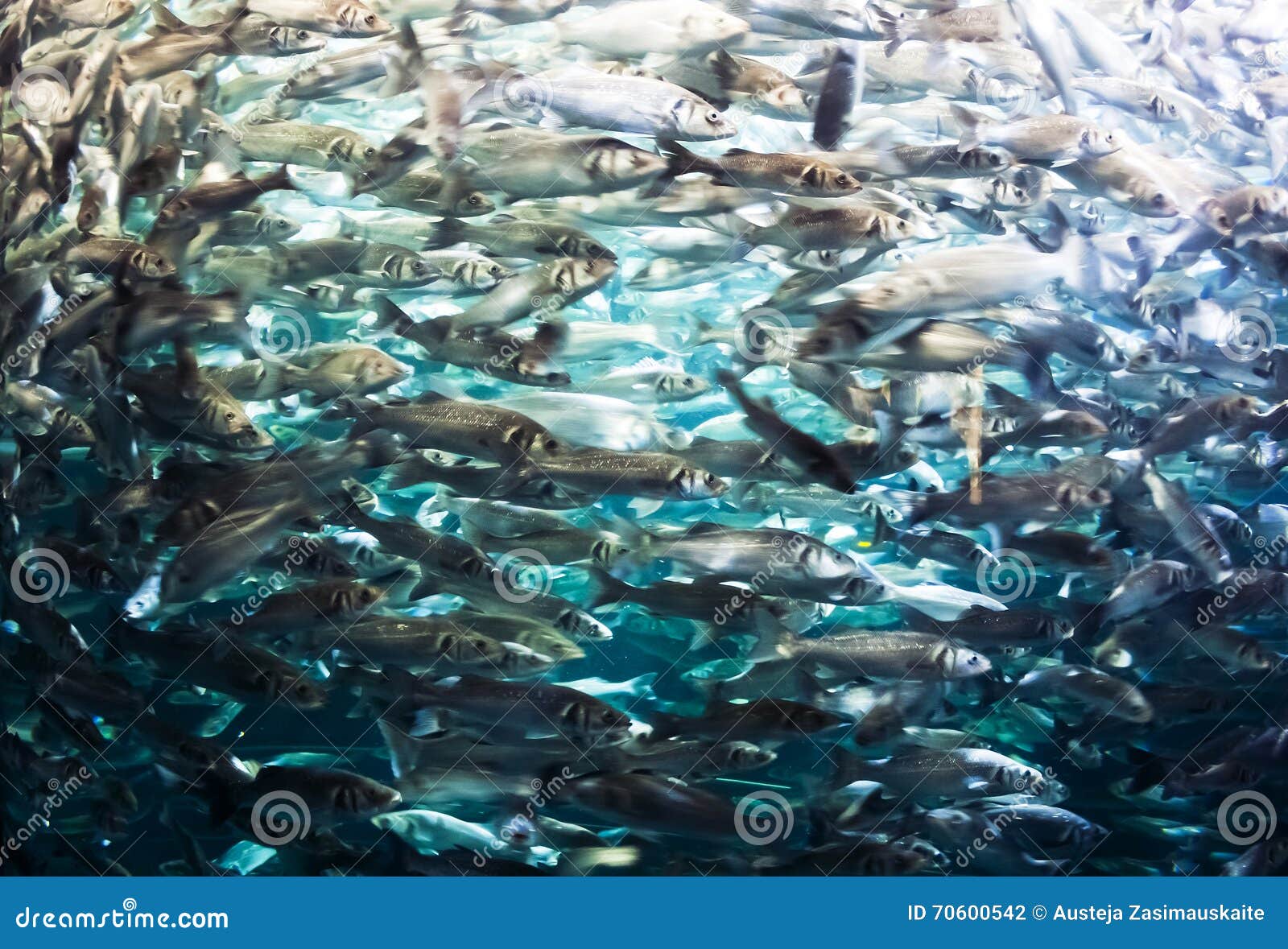 Flock of fishes stock photo. Image of colorful, fishes - 70600542