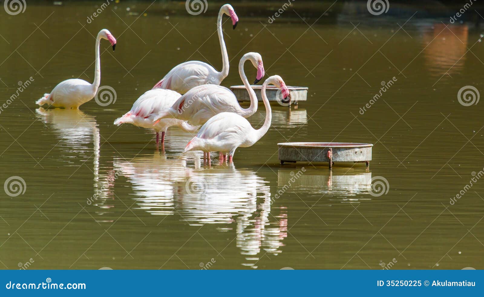 Flock of Flamingo V stock image. Image of reflection - 35250225