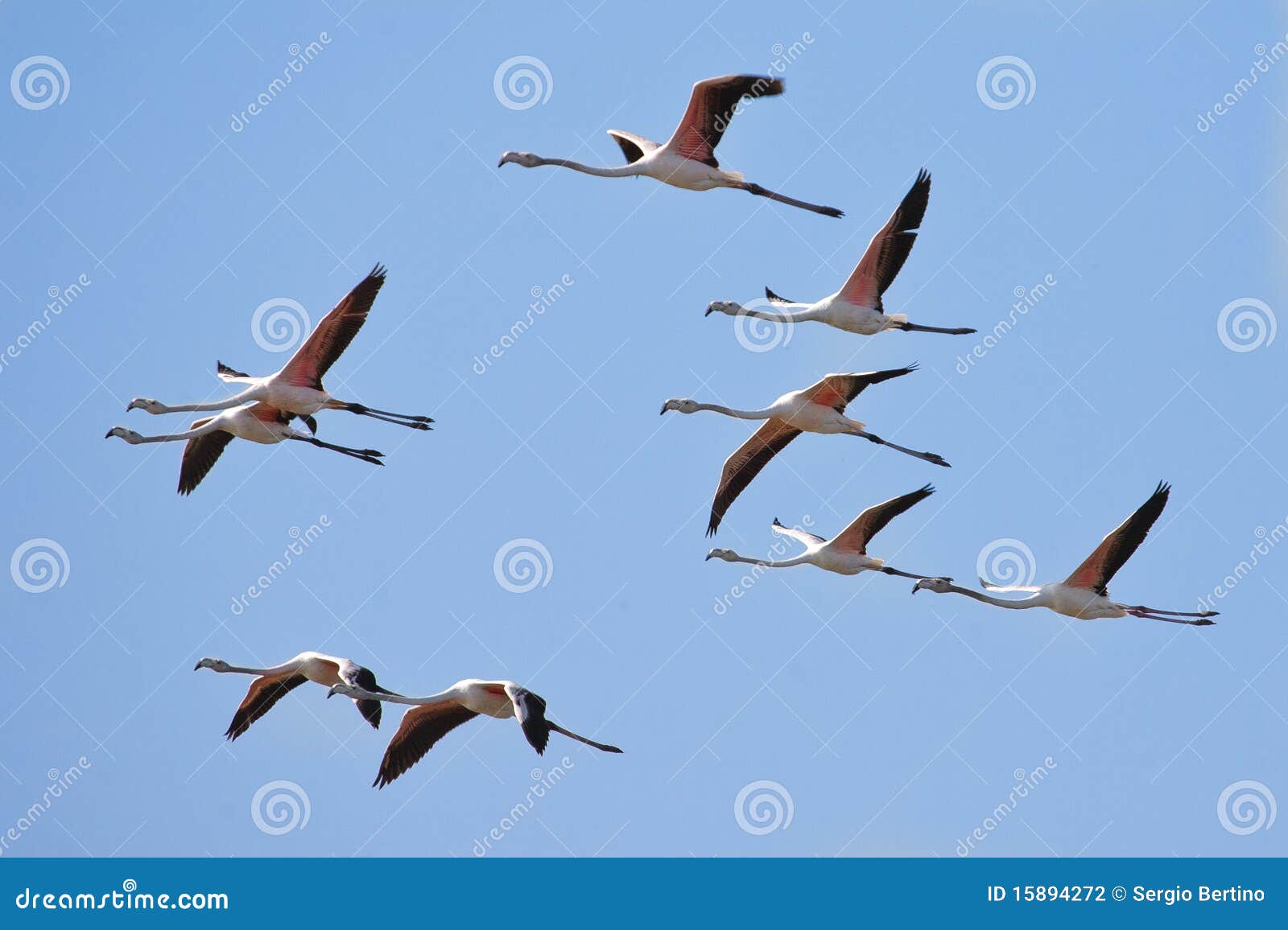 Flock of flamingos stock photo. Image of wings, migrating - 15894272