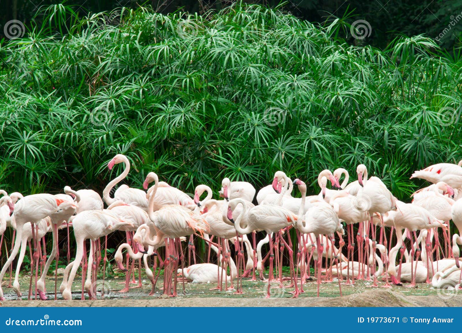 Flock of Flamingos stock image. Image of wildlife, crowd - 19773671