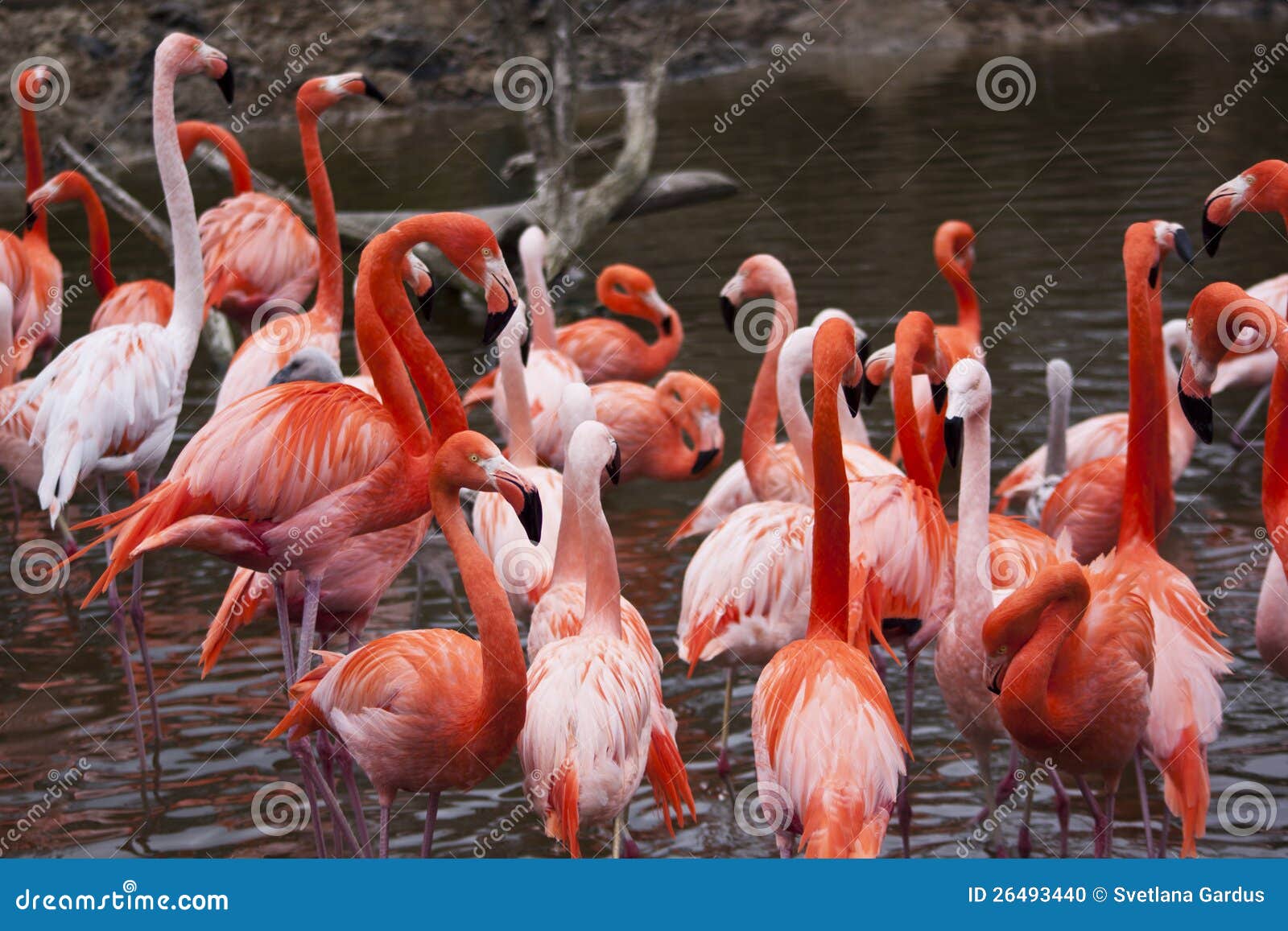 Flock of flamingos stock photo. Image of animal, flamingo - 26493440