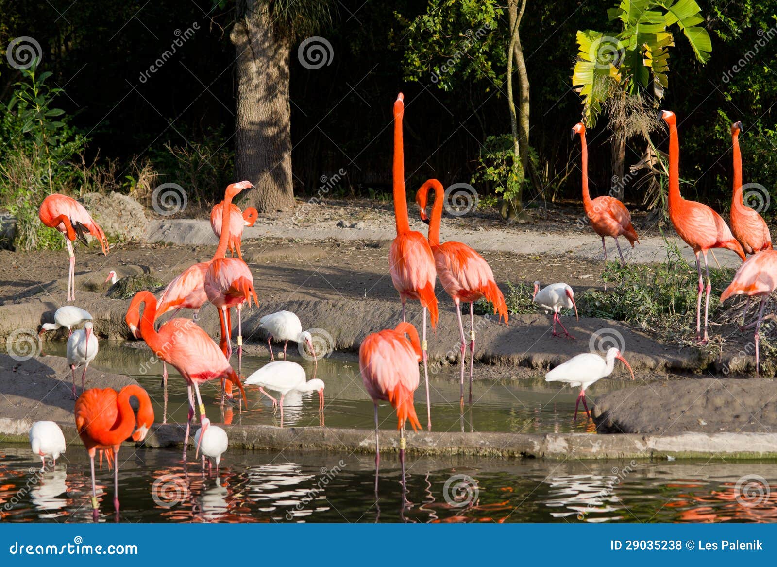 Flock of Flamingos stock photo. Image of beak, white - 29035238