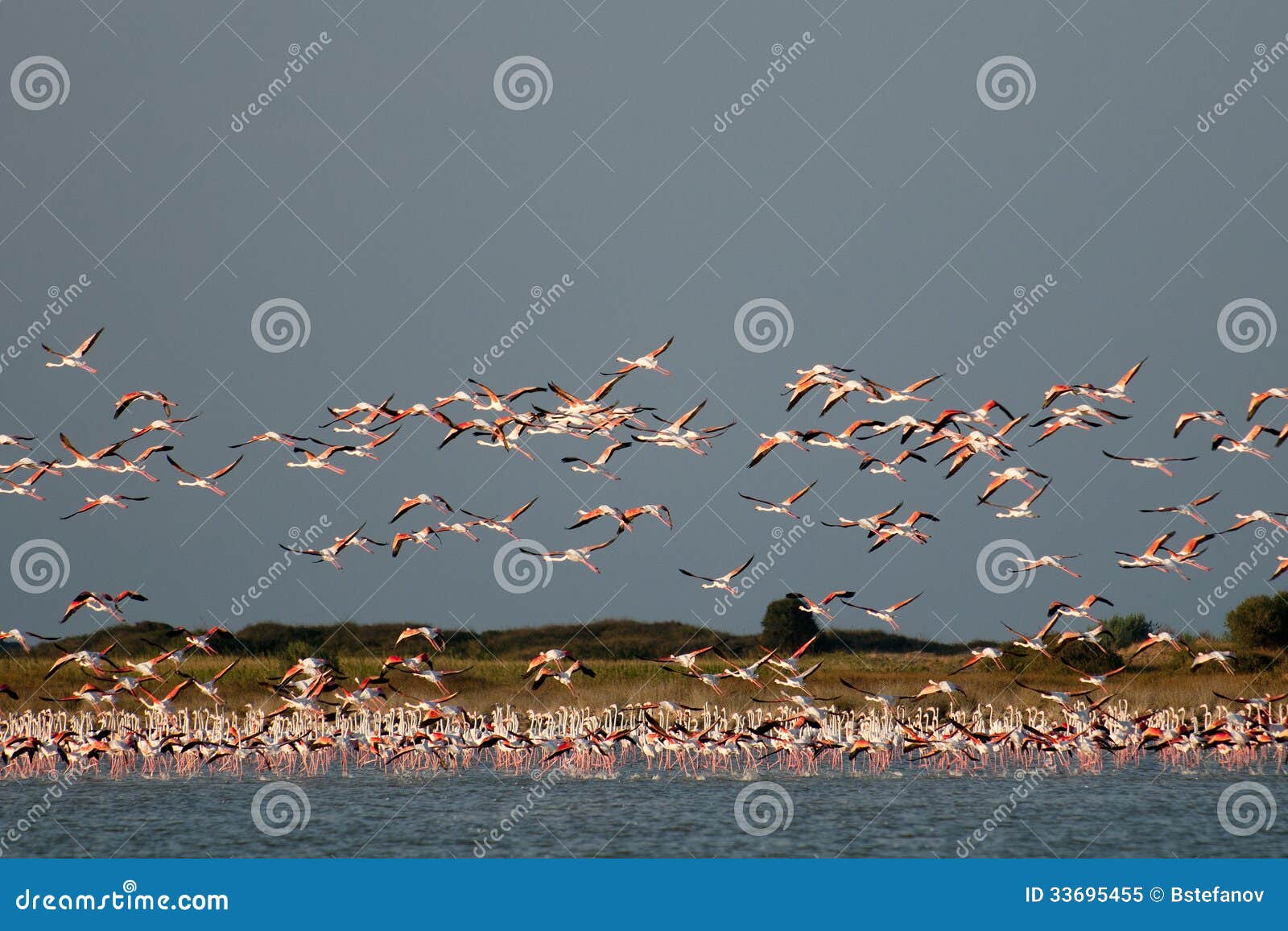 A Flock of Flamingos, in Flight. Stock Image - Image of outside ...