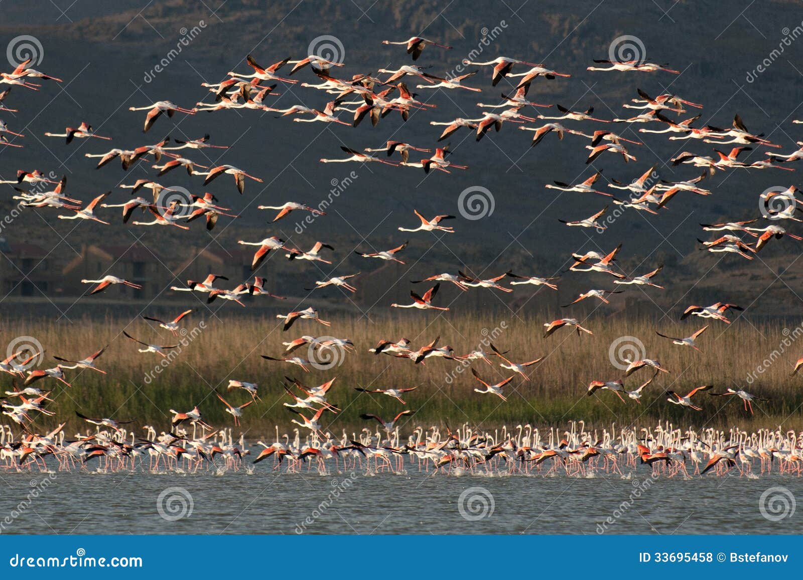 A Flock of Flamingos, in Flight. Stock Photo - Image of exotic, fauna ...