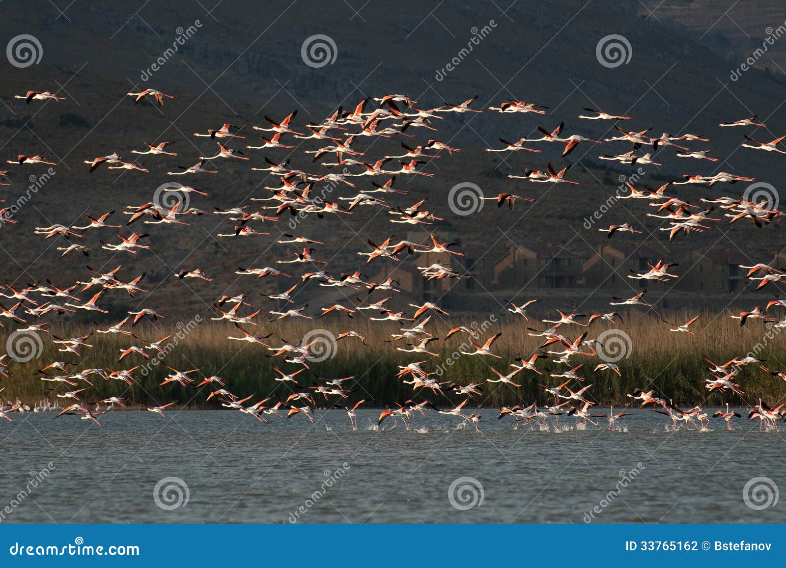 Flock of Flamingos, in Flight. Stock Photo - Image of african, safari ...