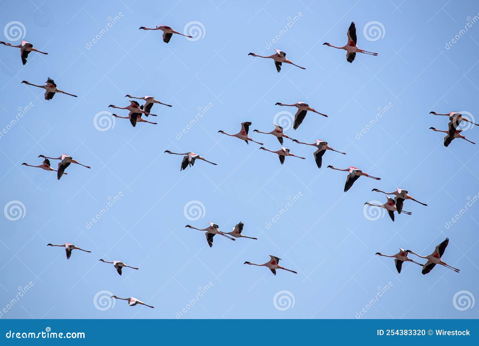 Flock of Flamingos in Flying in the Sky Stock Photo - Image of outdoors ...