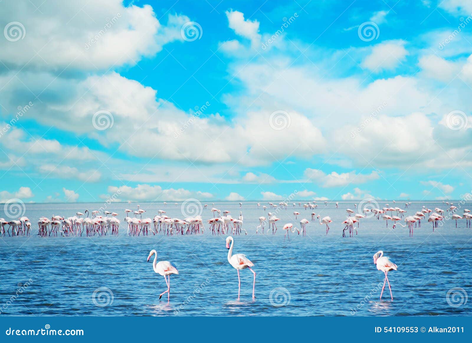 Flock of Flamingos in a Pond Stock Image - Image of beautiful, scenery ...
