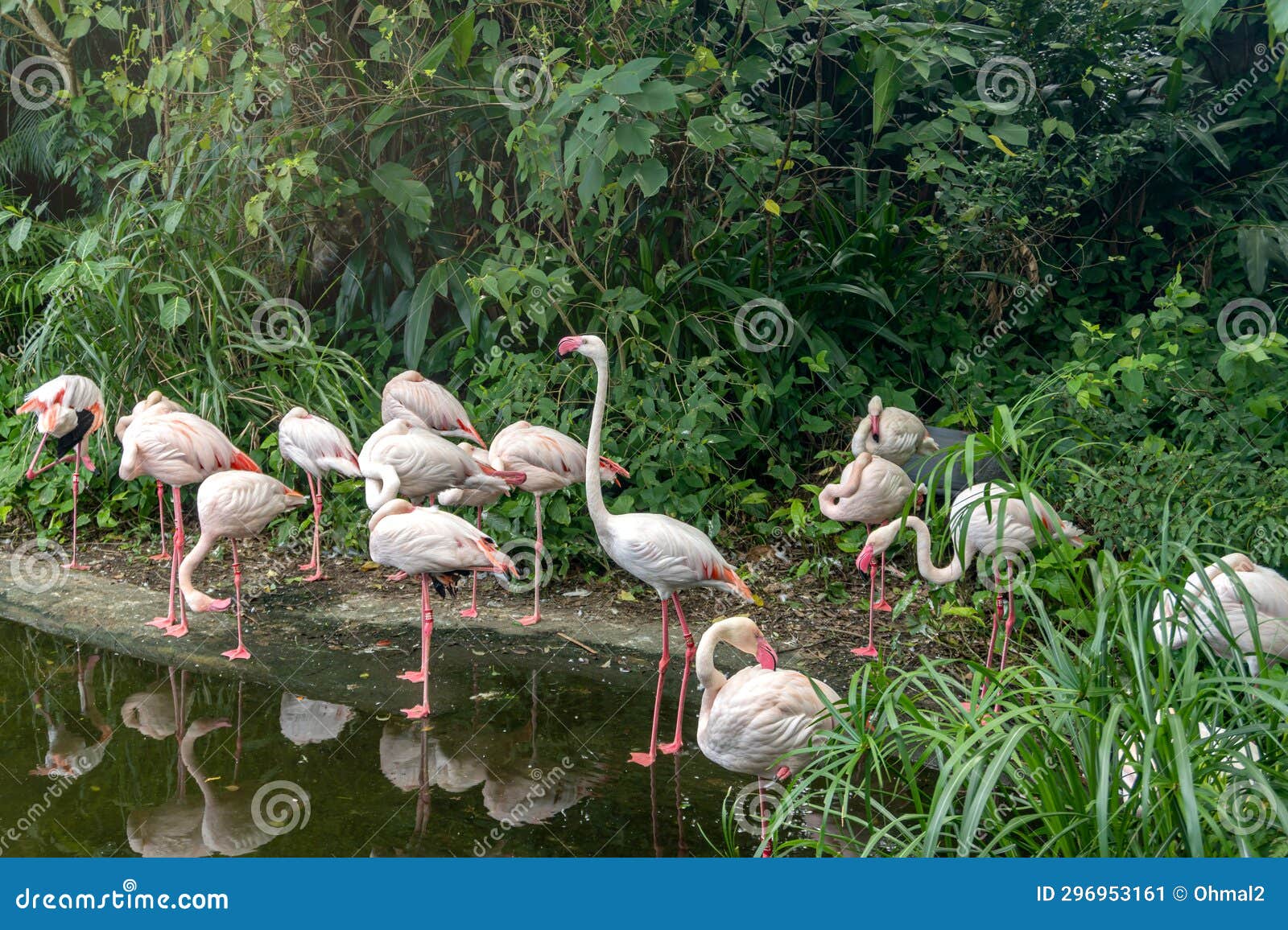 A Flock of Flamingos Relax in a Pond. Stock Image - Image of bright ...