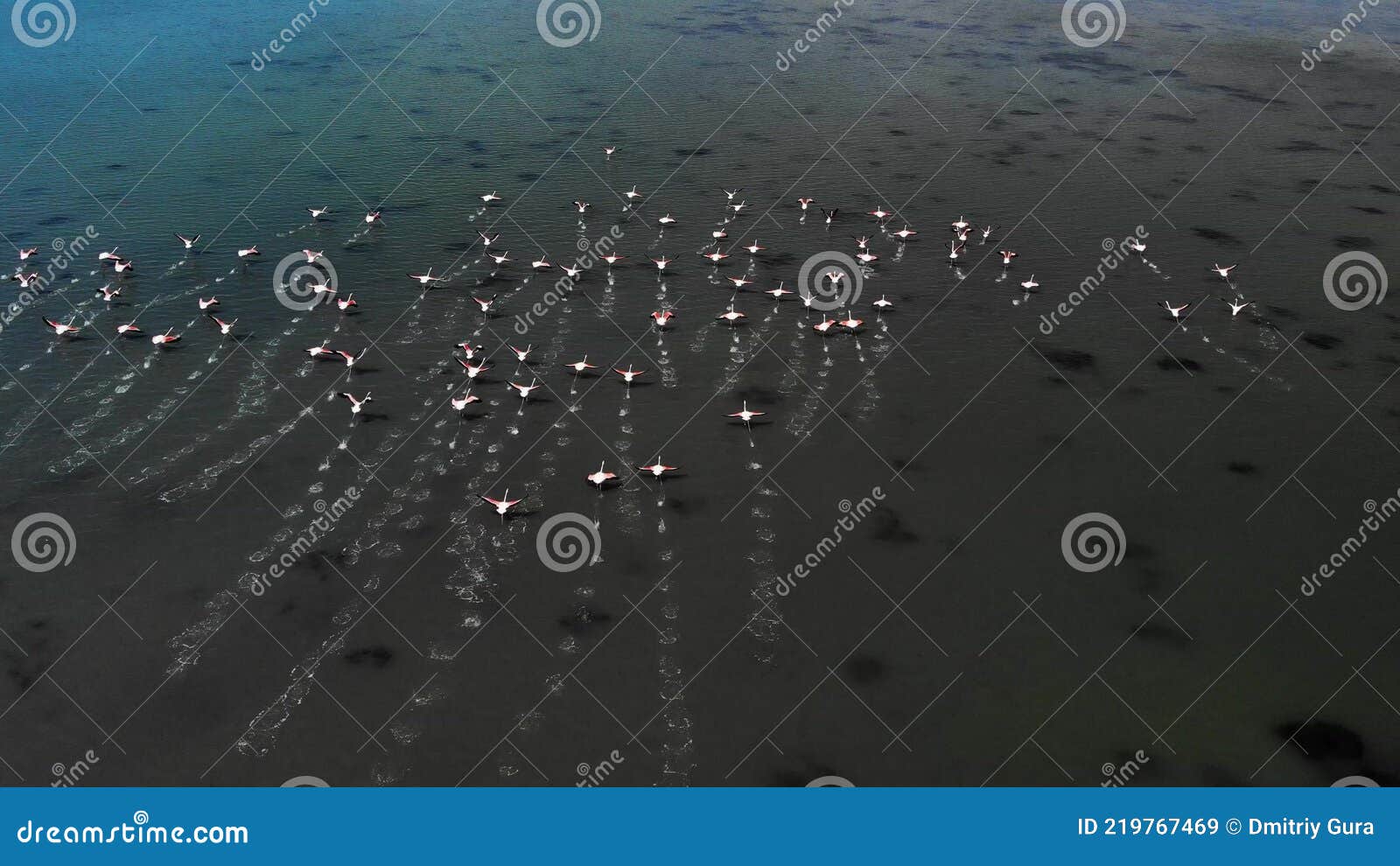 Flock of Flamingos in Their Natural Ecosystem Stock Image - Image of ...