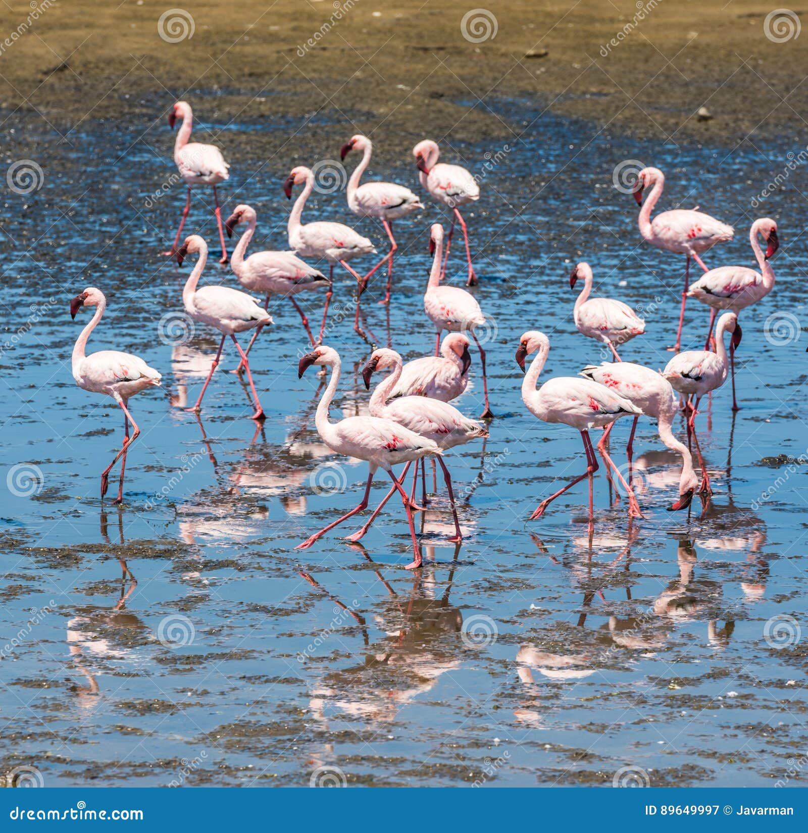 Flock of Flamingos at Walvis Bay, Namibia Stock Image - Image of lagoon ...