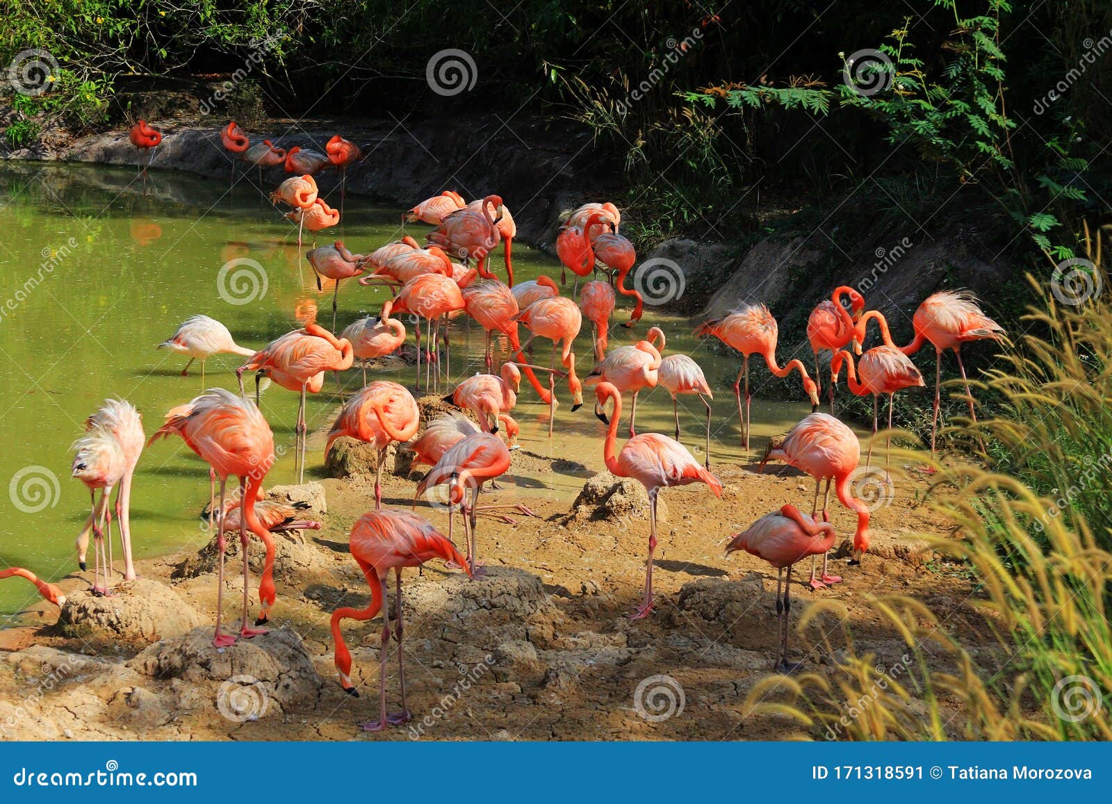 Flock of flamingos stock image. Image of environment - 171318591