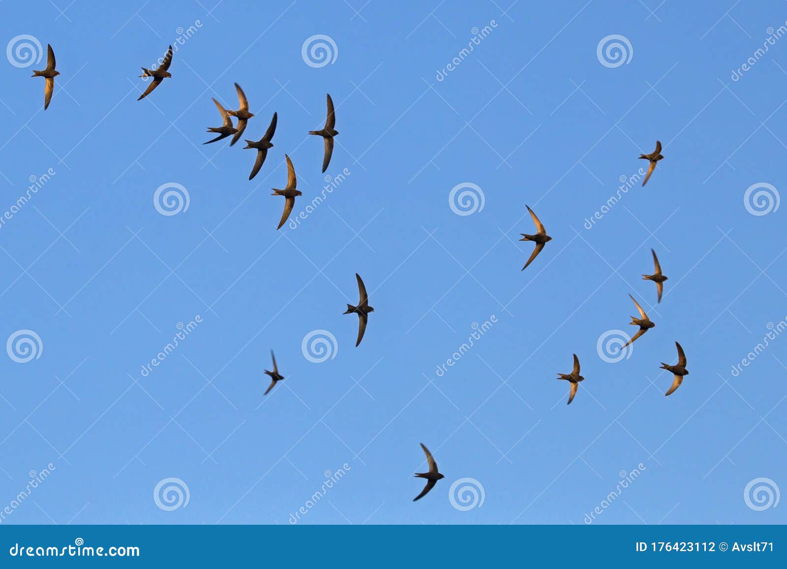Common Swift Apus apus. stock photo. Image of migration - 176423112