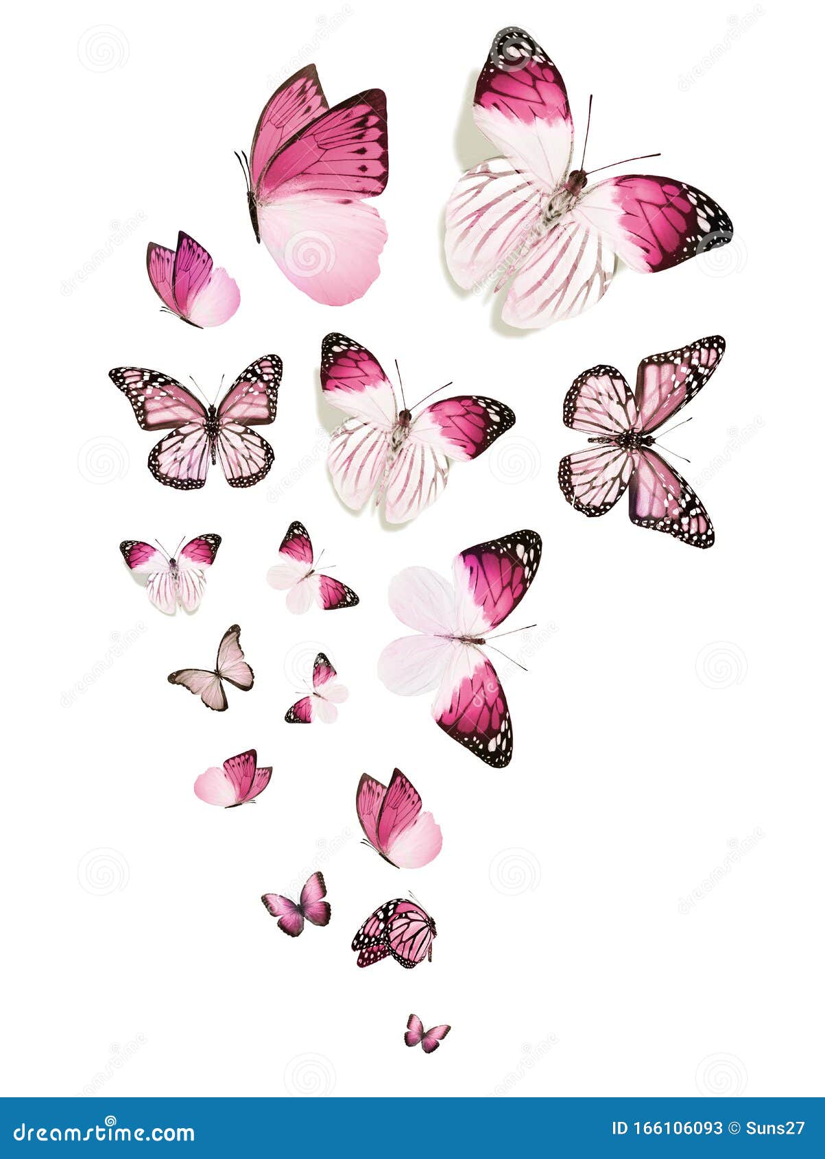 Flock of Flying Butterflies Isolated on White Stock Image - Image of ... Flock of Flying Butterflies Isolated on White Stock Image - Image of ...