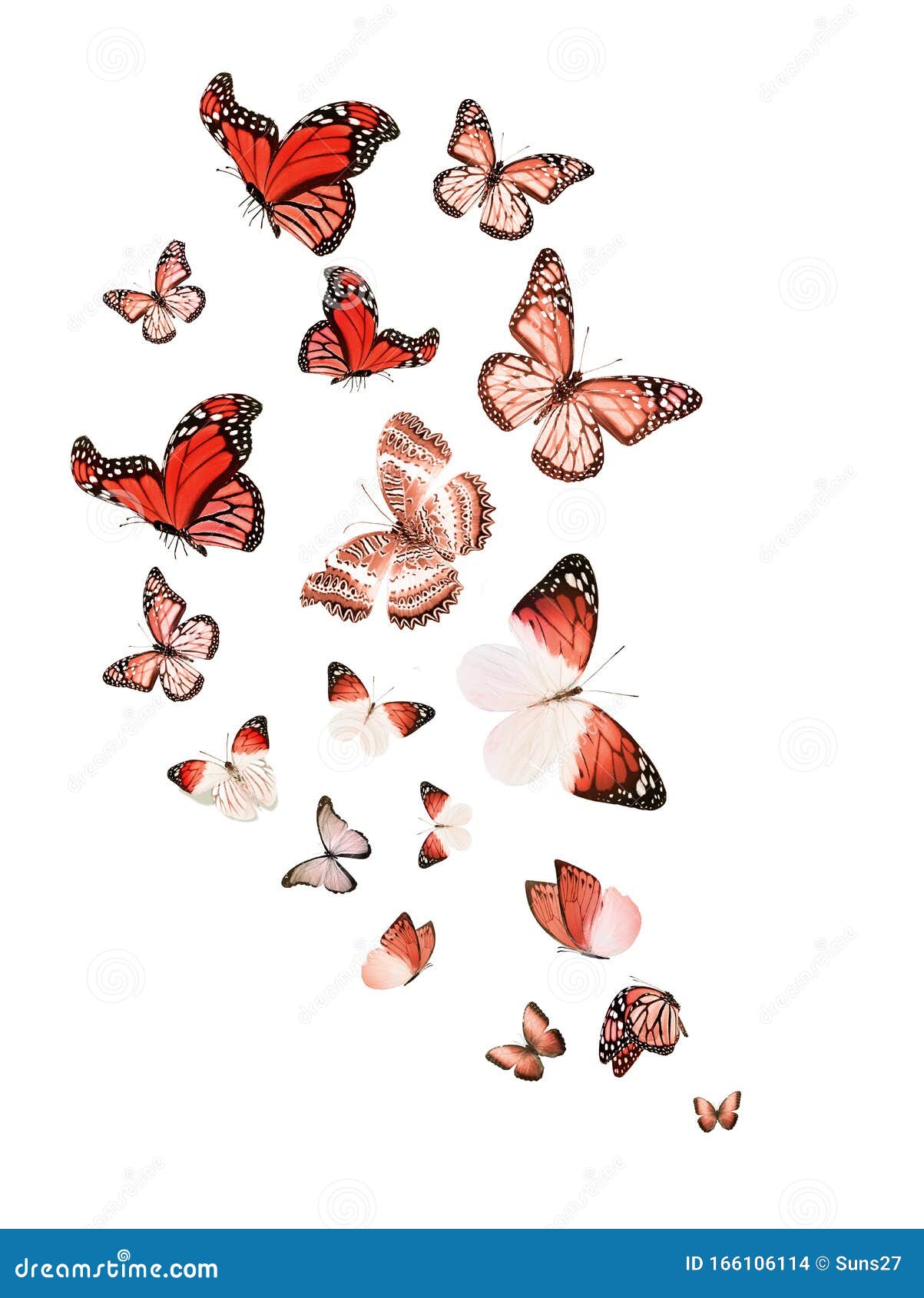 Flock of Flying Butterflies Isolated on White Stock Photo - Image of ...