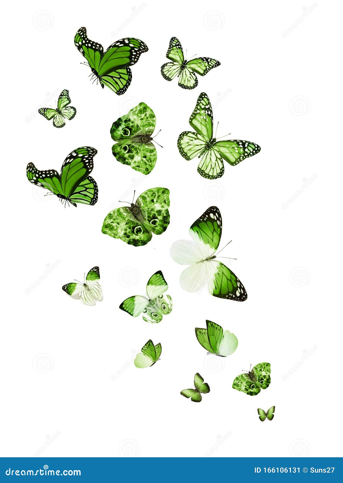 Flock of Flying Butterflies Isolated on White Stock Image - Image of ... Flock of Flying Butterflies Isolated on White Stock Image - Image of ...